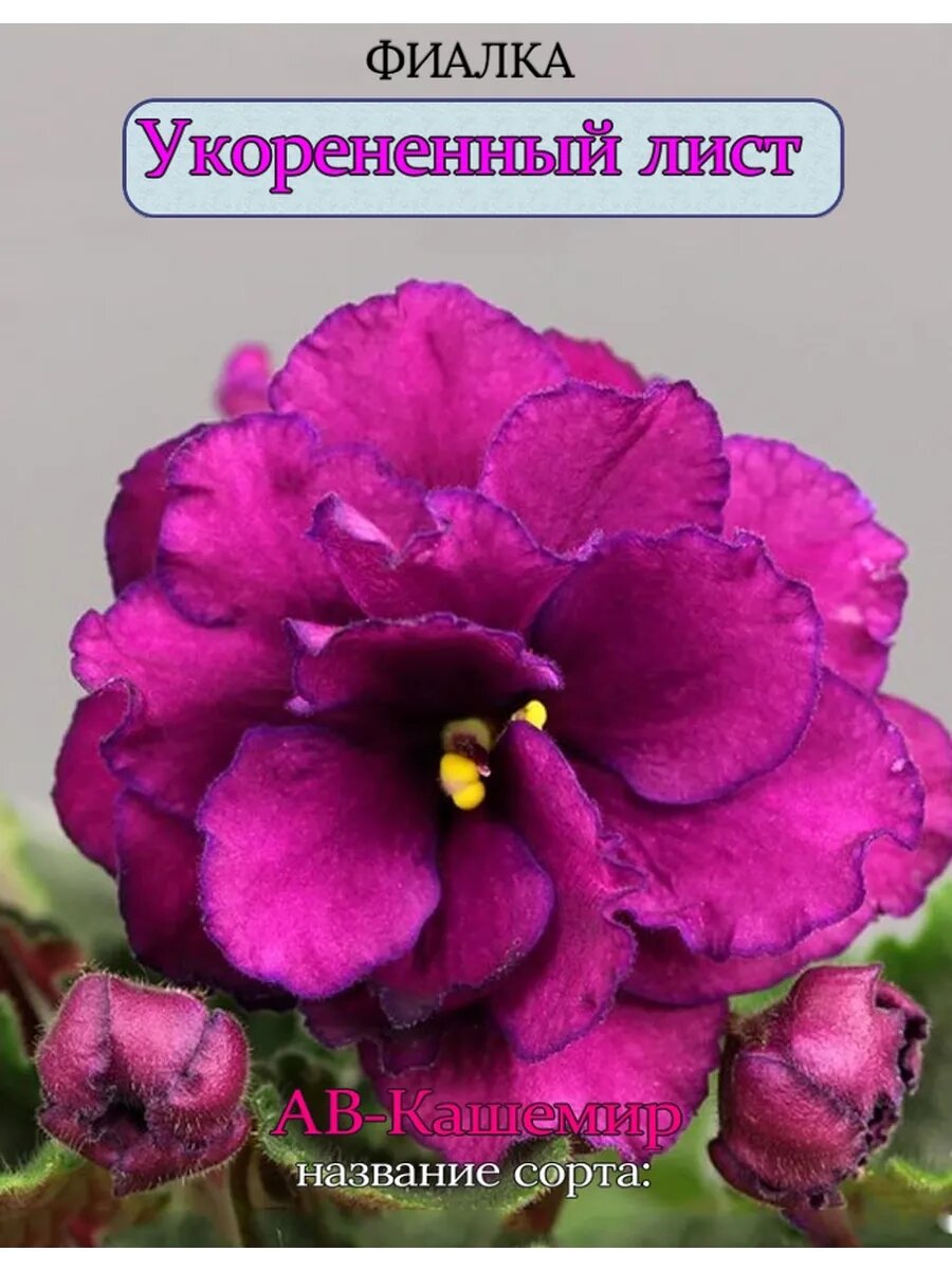 Фиалка живая в горшке комнатная сорт АВ-Кашемир (укорененный лист) 1 штука красивое