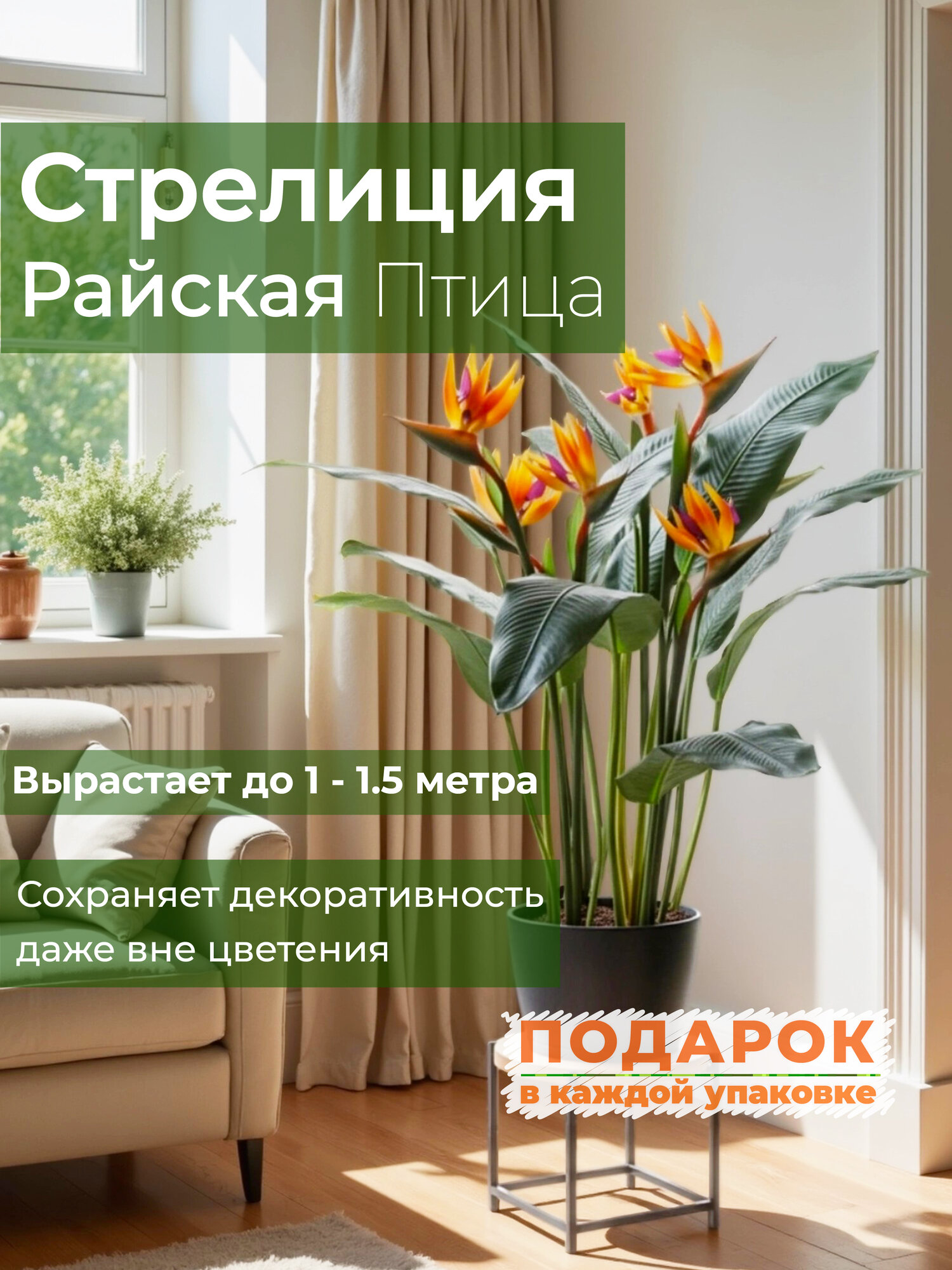 Стрелиция Райская птица, Семена, 5 шт, семена комнатных цветов