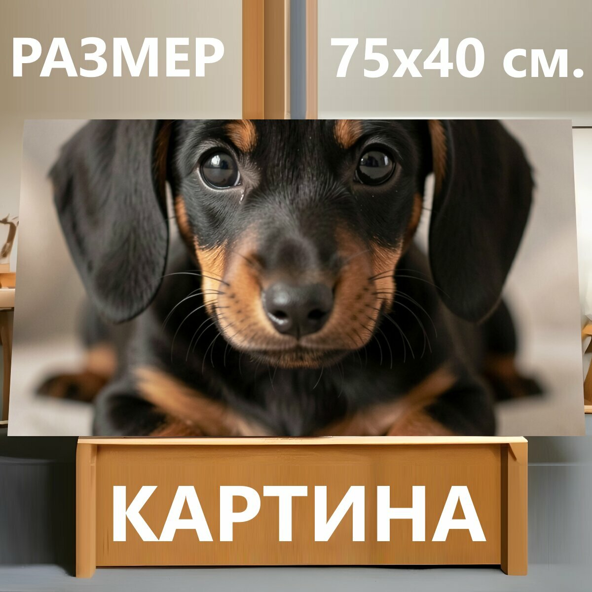 Картина на холсте "Милый щенок таксы крупным планом. Очаровательный маленький пес с блестящей черно-рыжей шерстью, длинными ушами и большими." на подрамнике 75х40 см. для интерьера