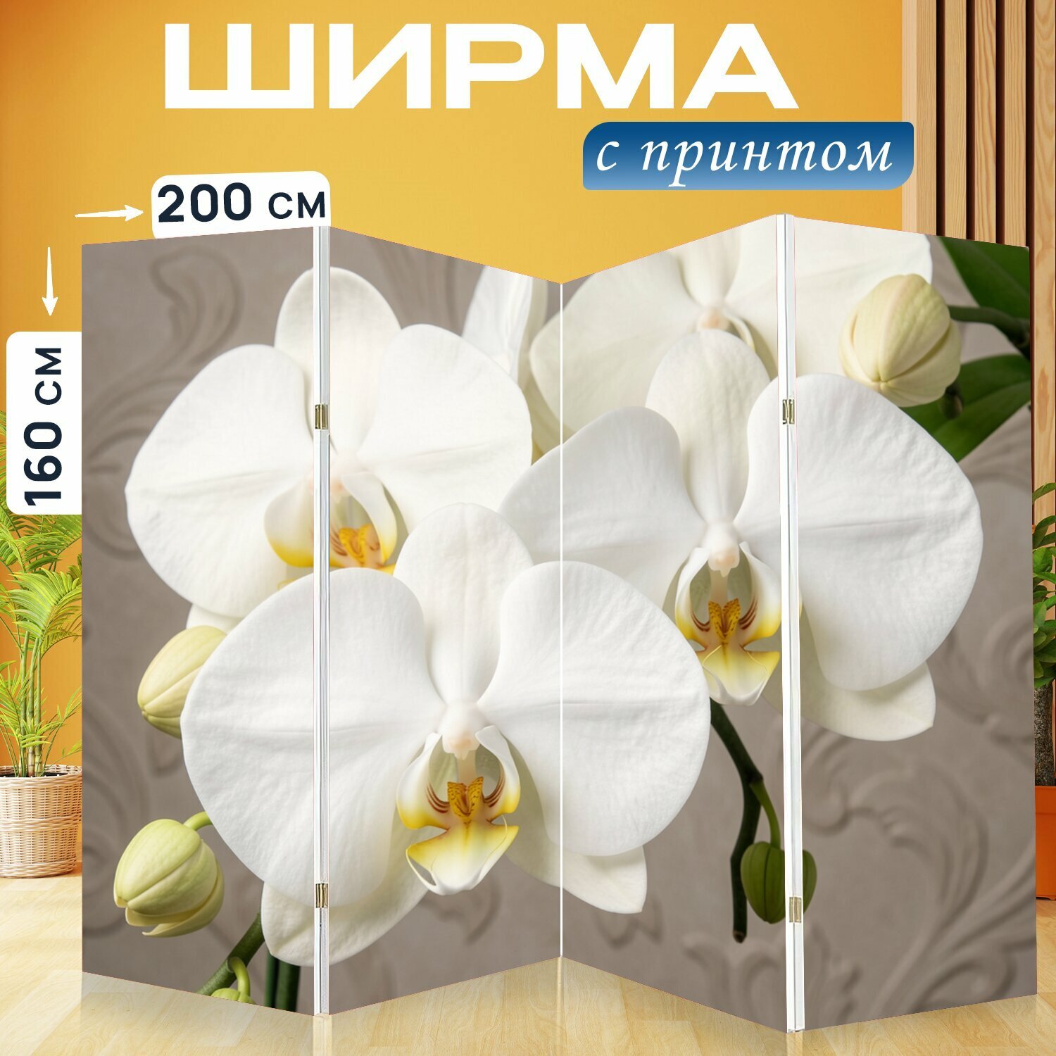 Ширма "Белые орхидеи фаленопсис. Нежные тропические цветы с крупными молочно-белыми лепестками и желтыми." перегородка для зонирования комнаты с принтом 200x160 см. на холсте