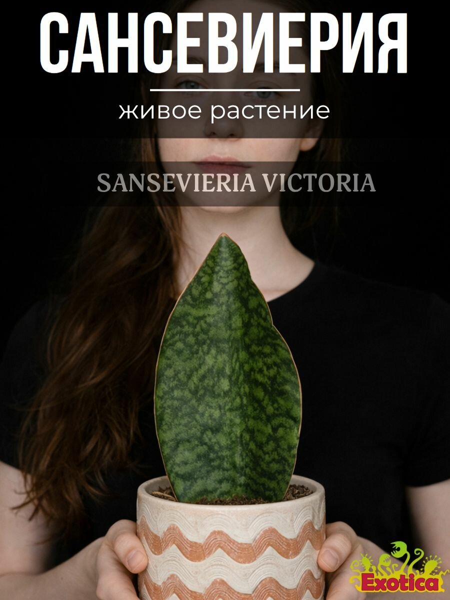 Сансевиерия Масониана Виктория (Sansevieria Victoria) D8см, комнатное растение