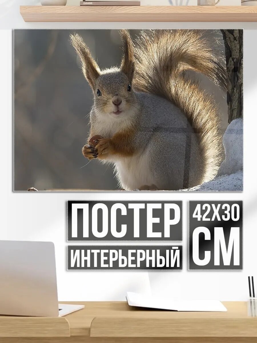 Плакат постер Белка зимой