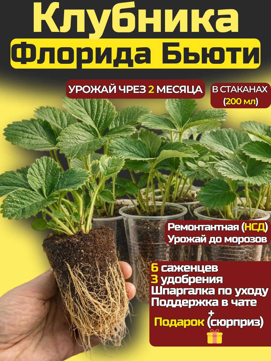Саженцы клубники Флорида Бьюти, ремонтантная, 6 шт