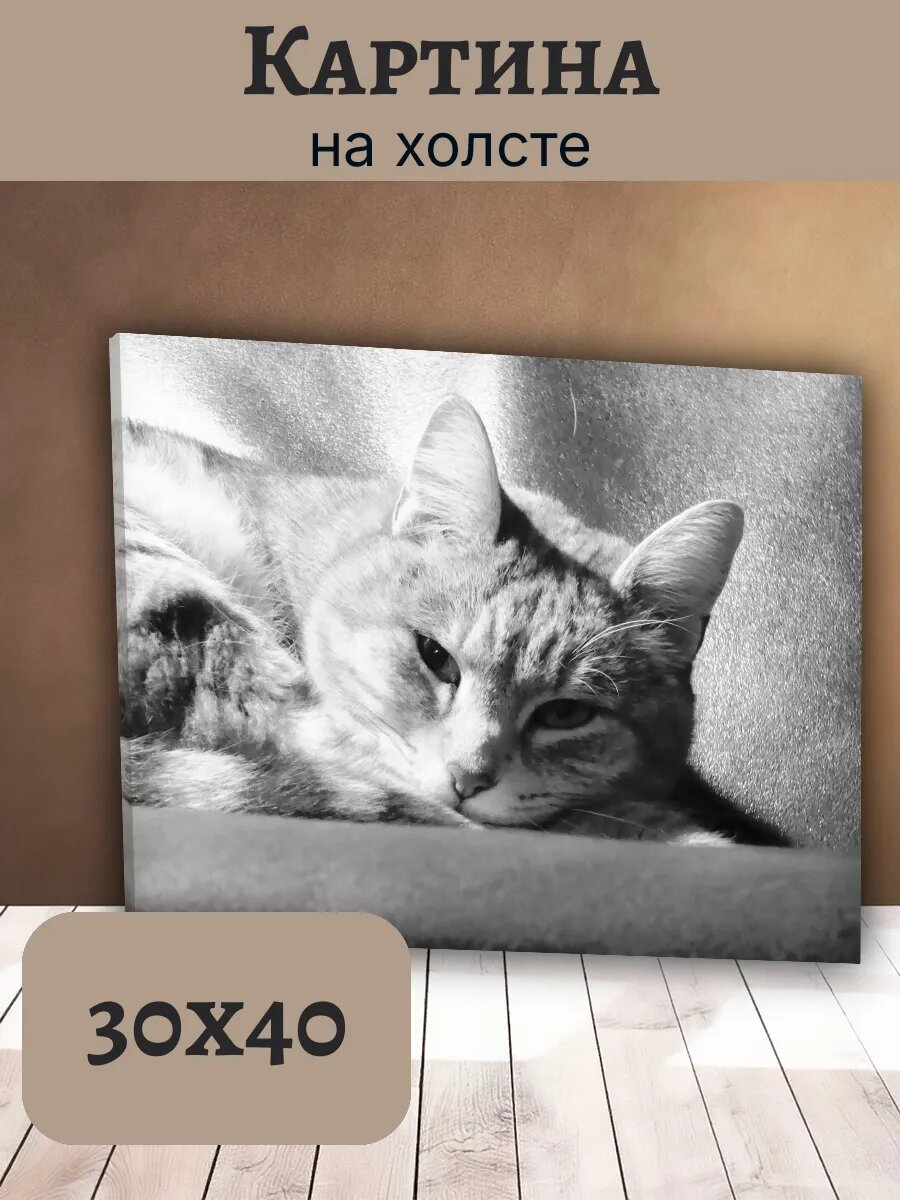 Картина Постер Кот Кошка Cat 30x40 черно-белый табби
