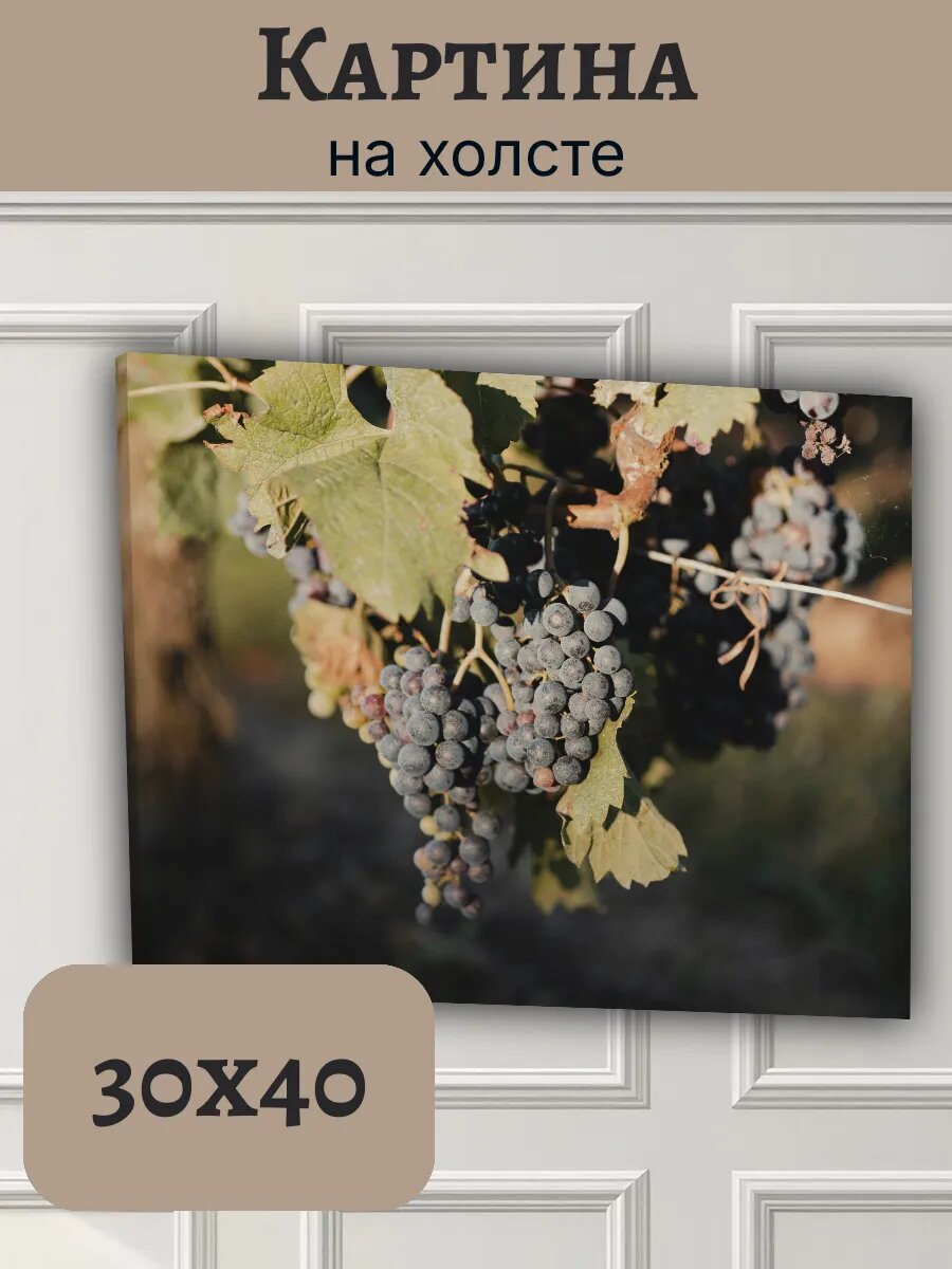 Картина Франция France 30x40 виноград Прованс