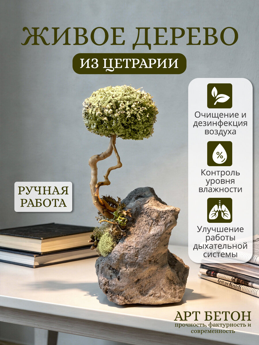 Дерево из Цетрарии на камне