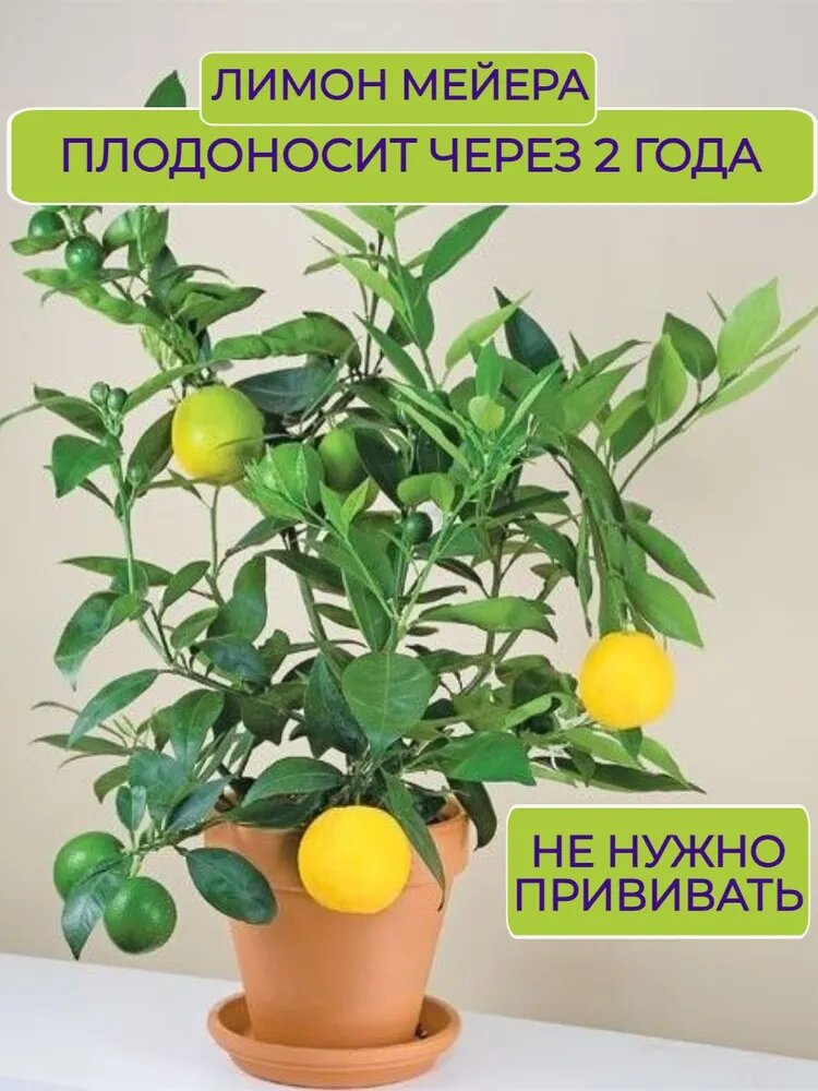Чайный комнатный лимон Мейера (Лимонное дерево), семена 5 шт