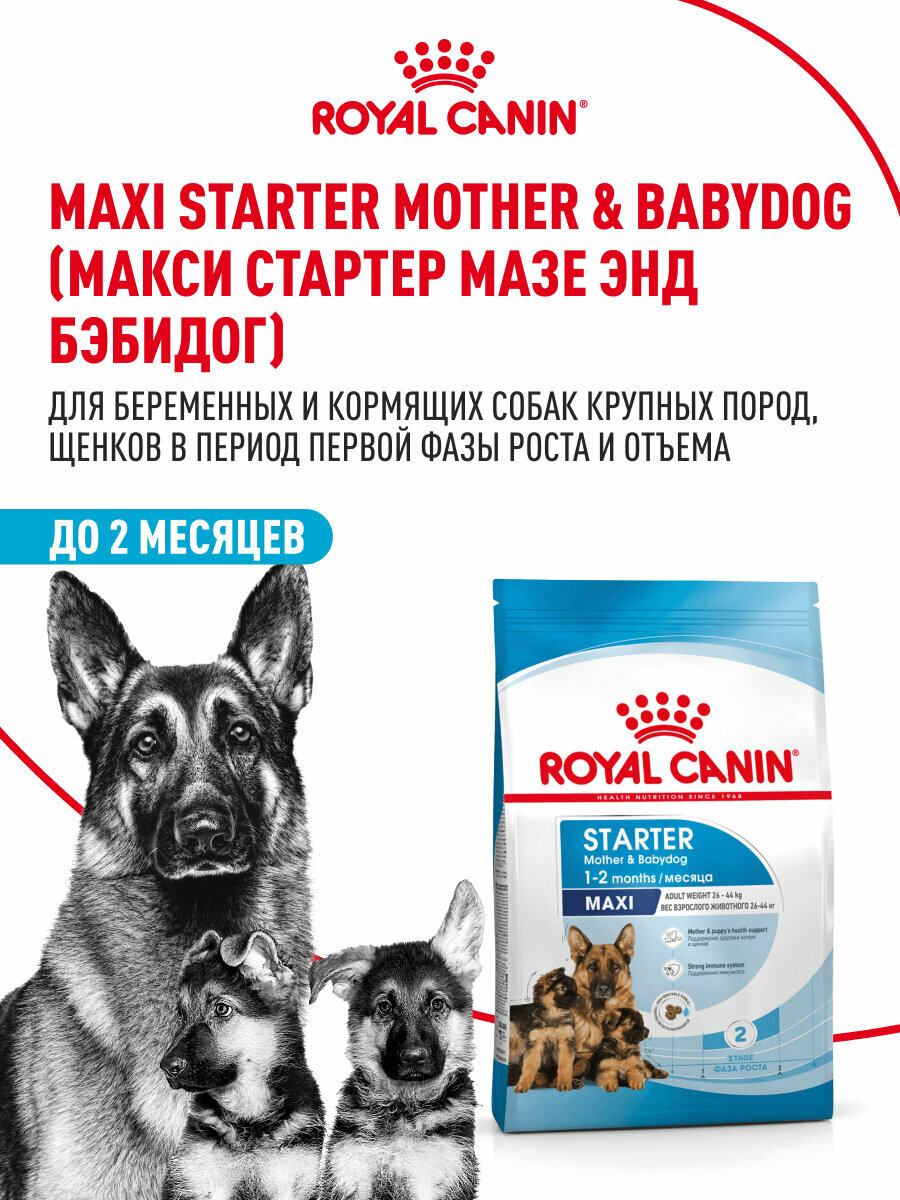 Сухой корм для щенков, беременных и кормящих собак Royal Canin Maxi Starter Mother&Babydog для крупных пород, 4 кг