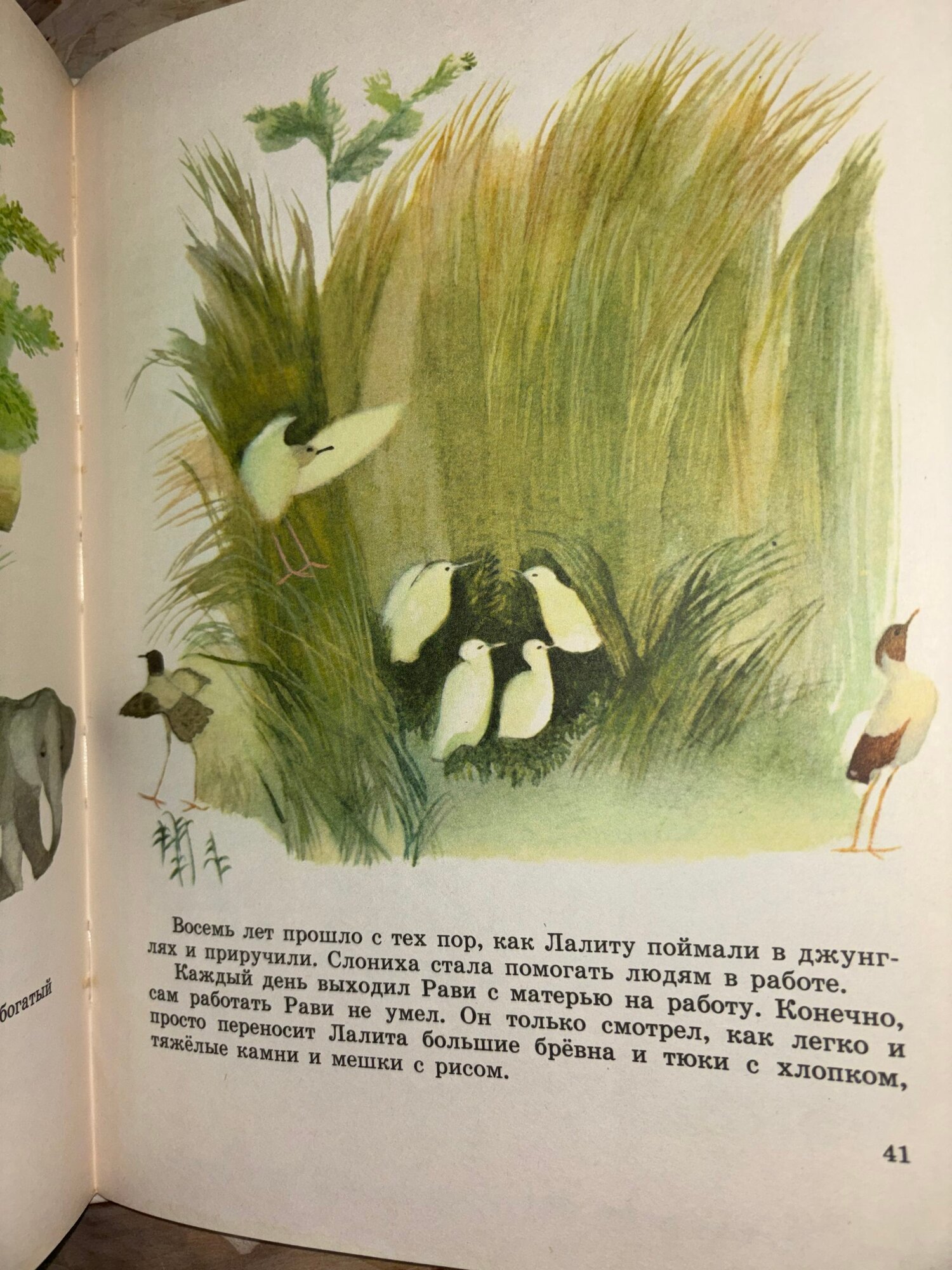 Вежливый бычок — фото 1