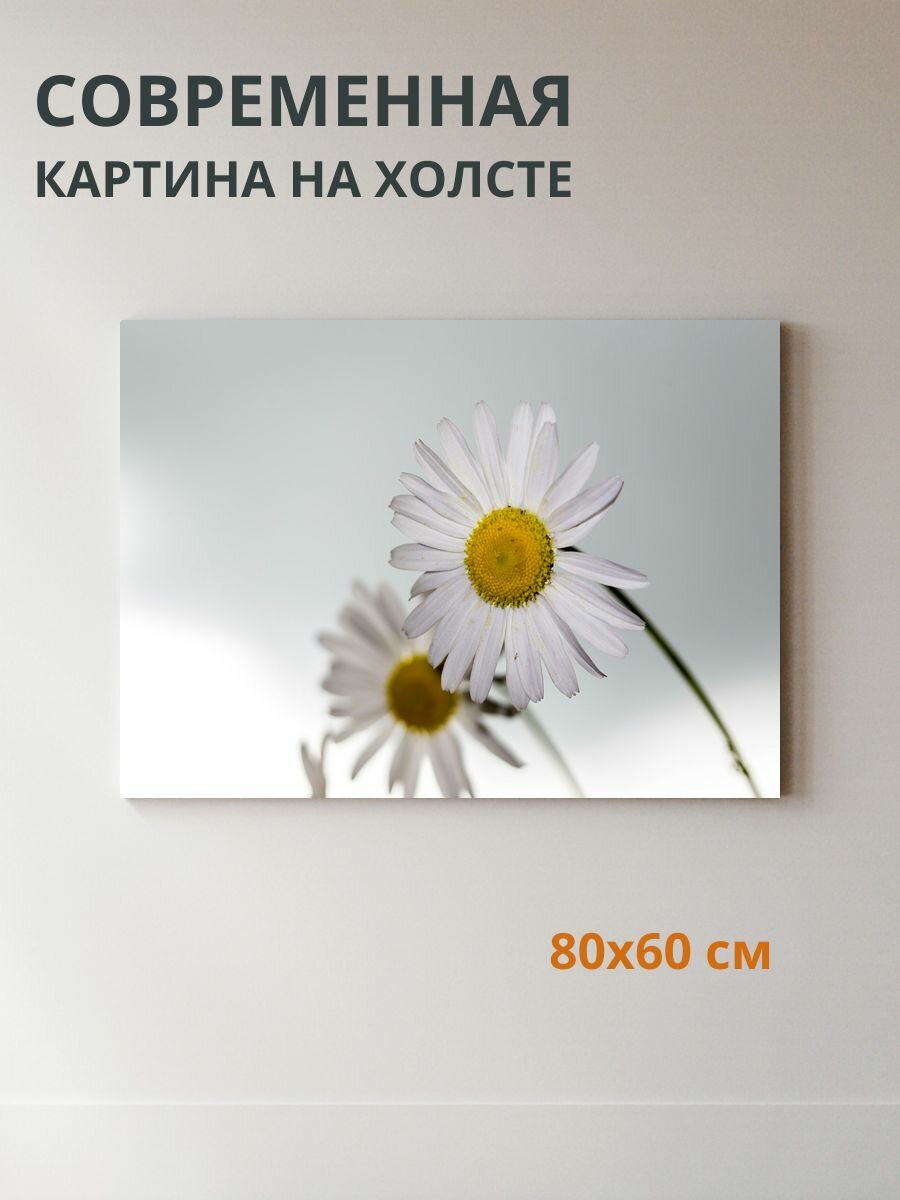 Картина на холсте Ромашки 80x60 см