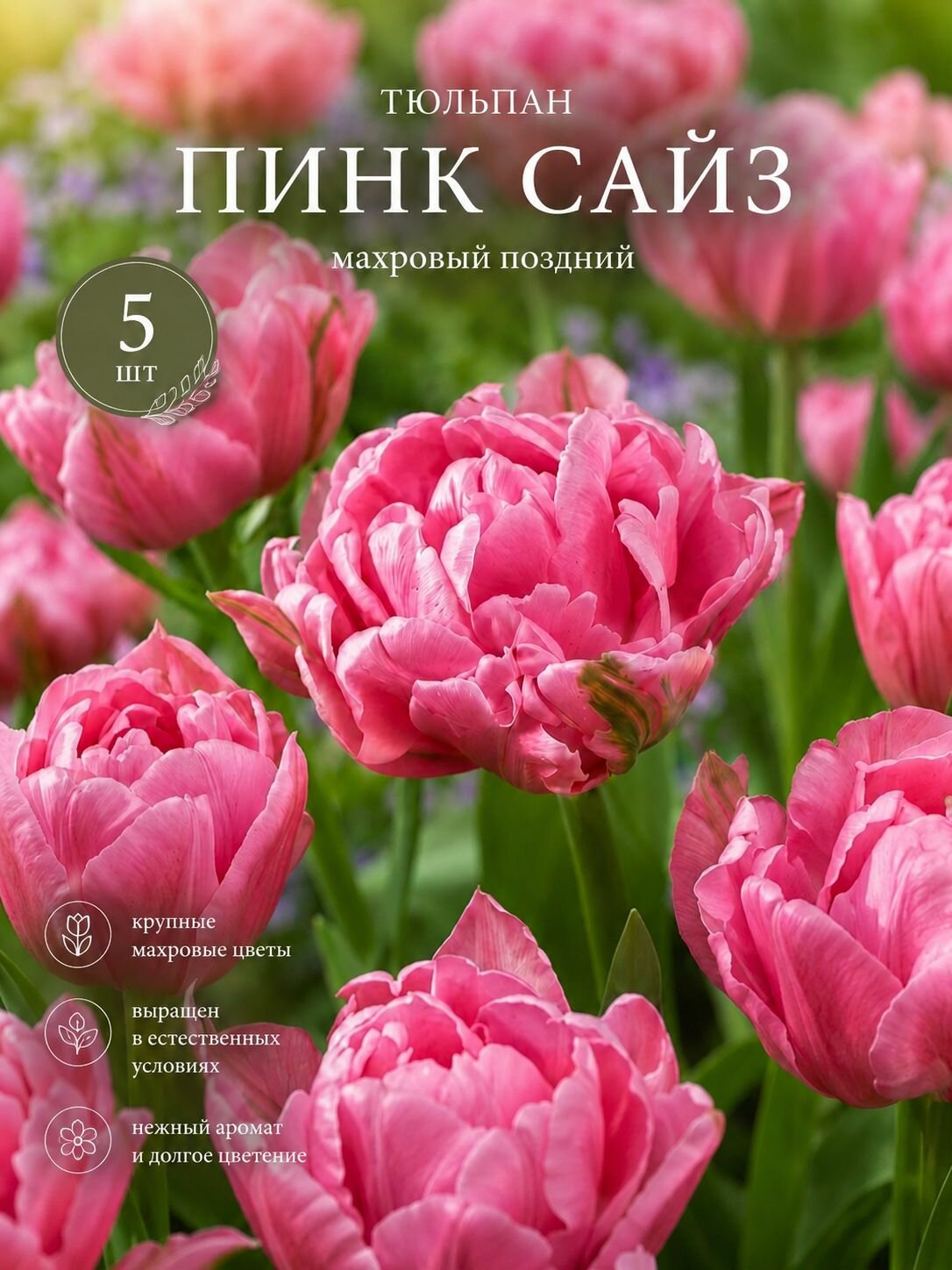 Тюльпан луковицы многолетние сорта "Пинк Сайз" , 5 шт в упаковке