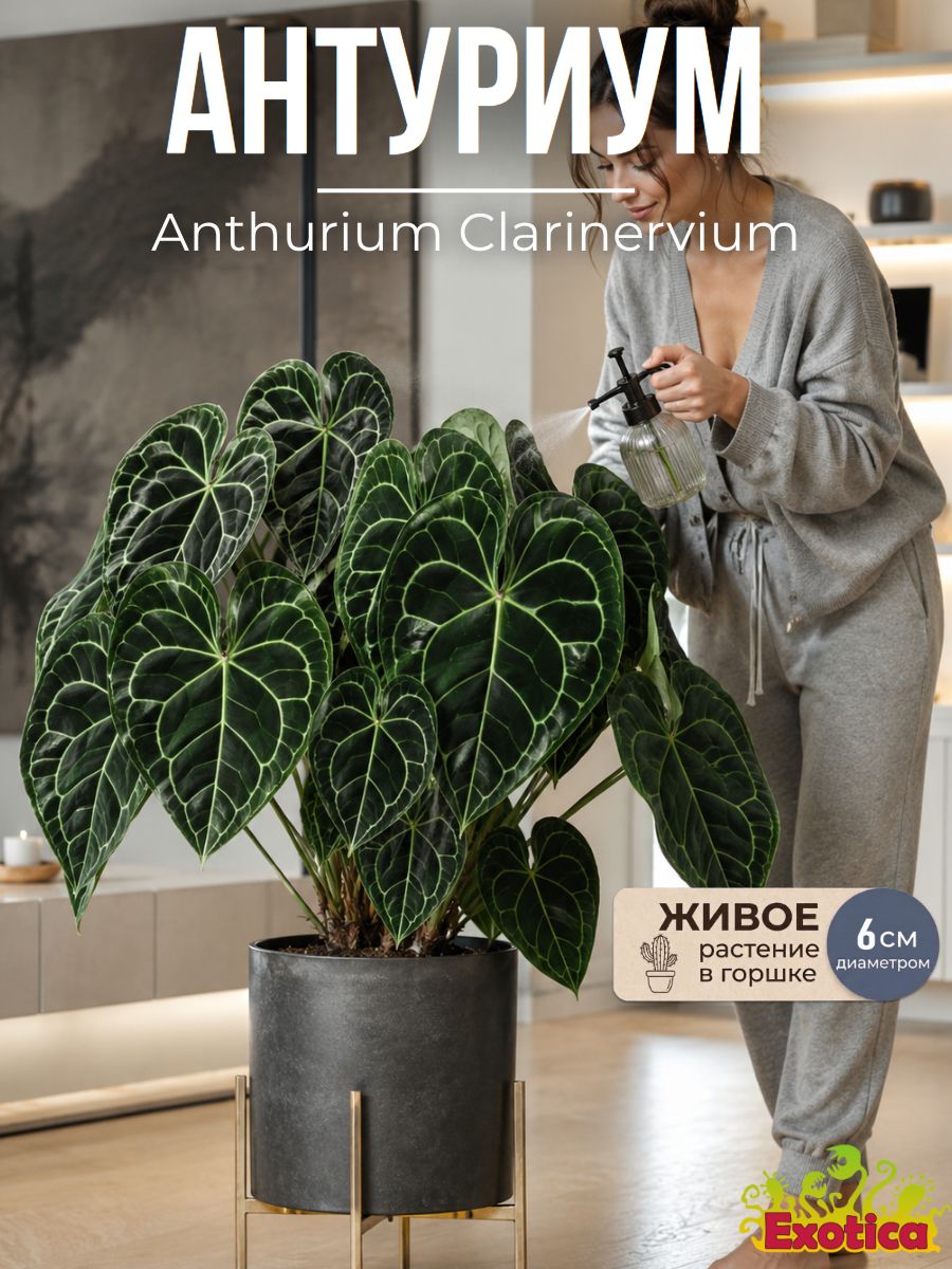 Антуриум Кларинервиум (Anthurium Clarinervium) D6см, живой цветок