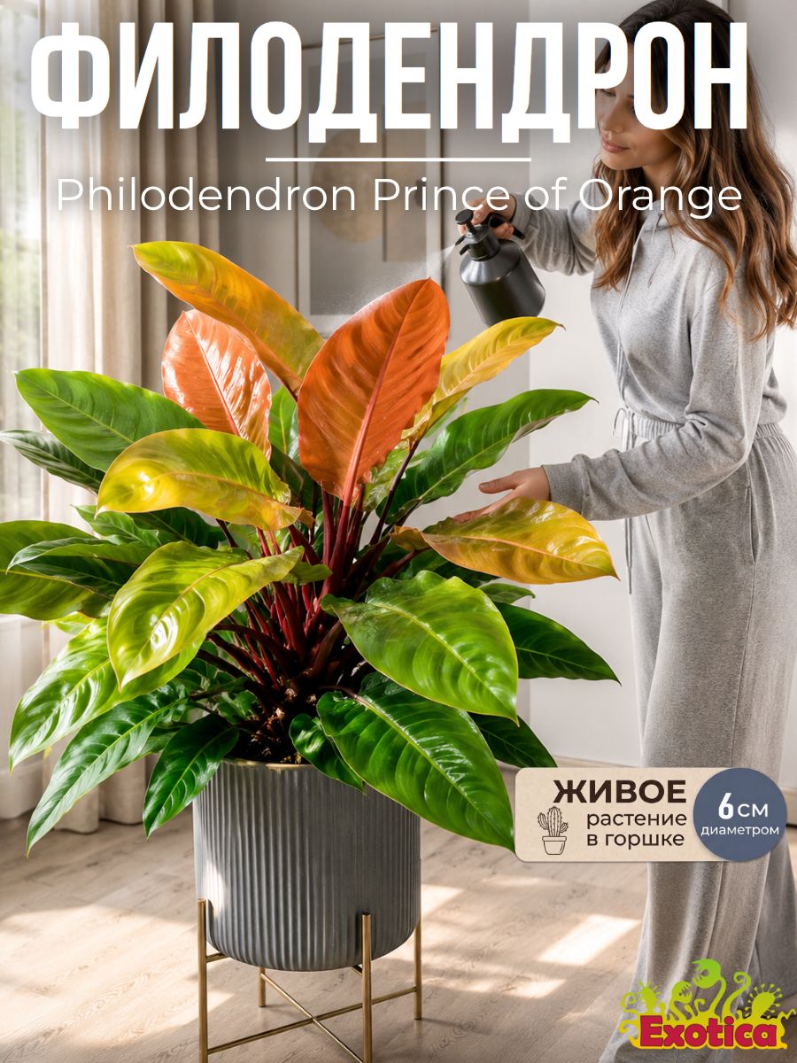 Филодендрон Принц Оранж, или Оранжевый Принц (Philodendron Orange) D6см, комнатное растение