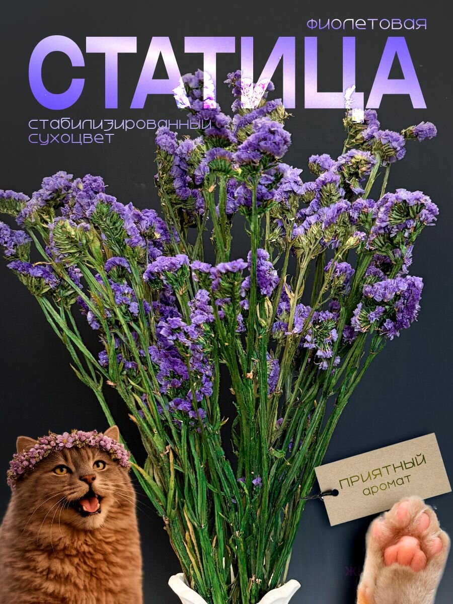 Статица стабилизированная фиолетовая, 50 см