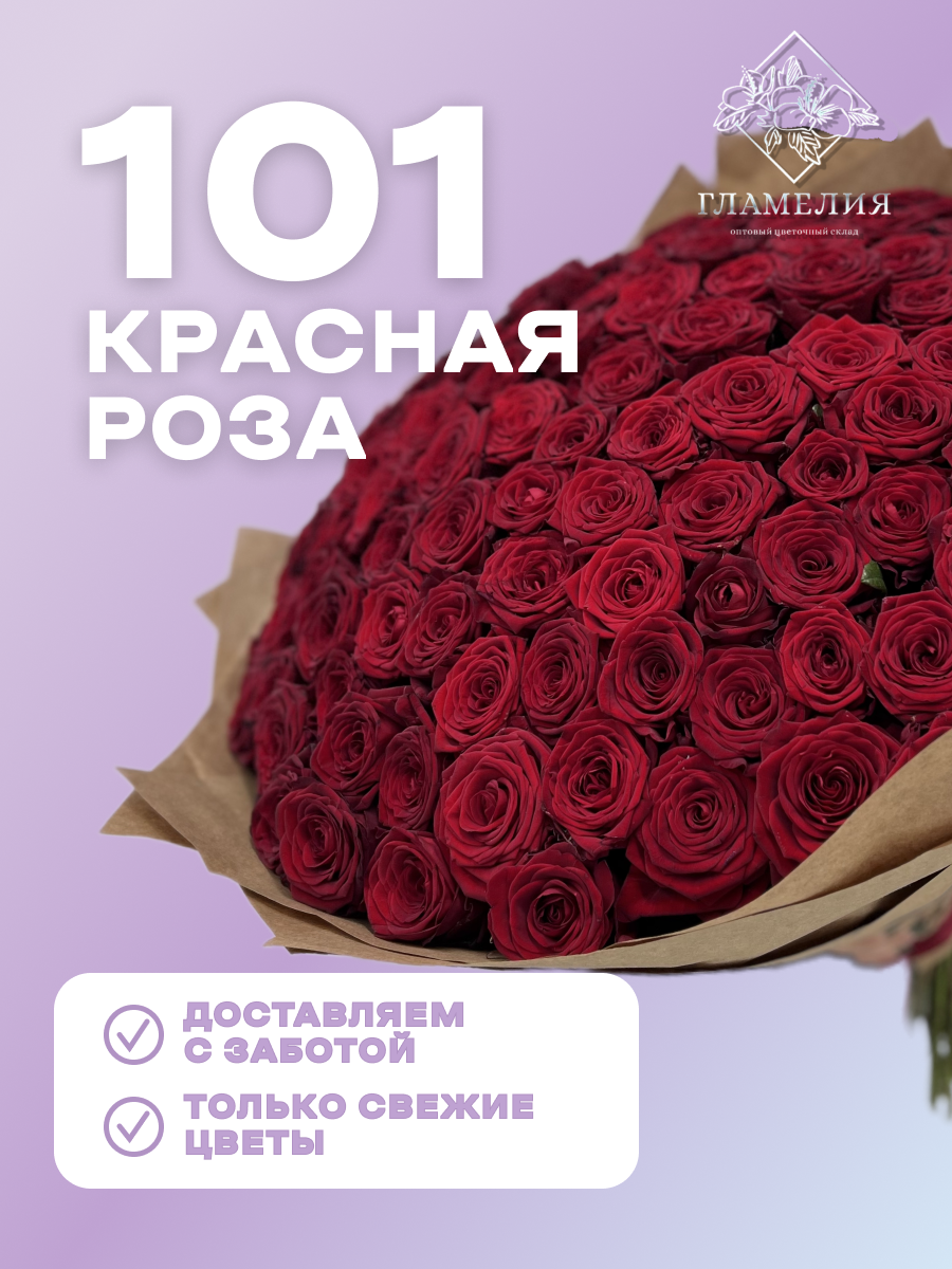 Гламелия цветы «Королевский бархат»: 101 роза Red Naomi в крафте – купить свежие цветы с доставкой в Москве