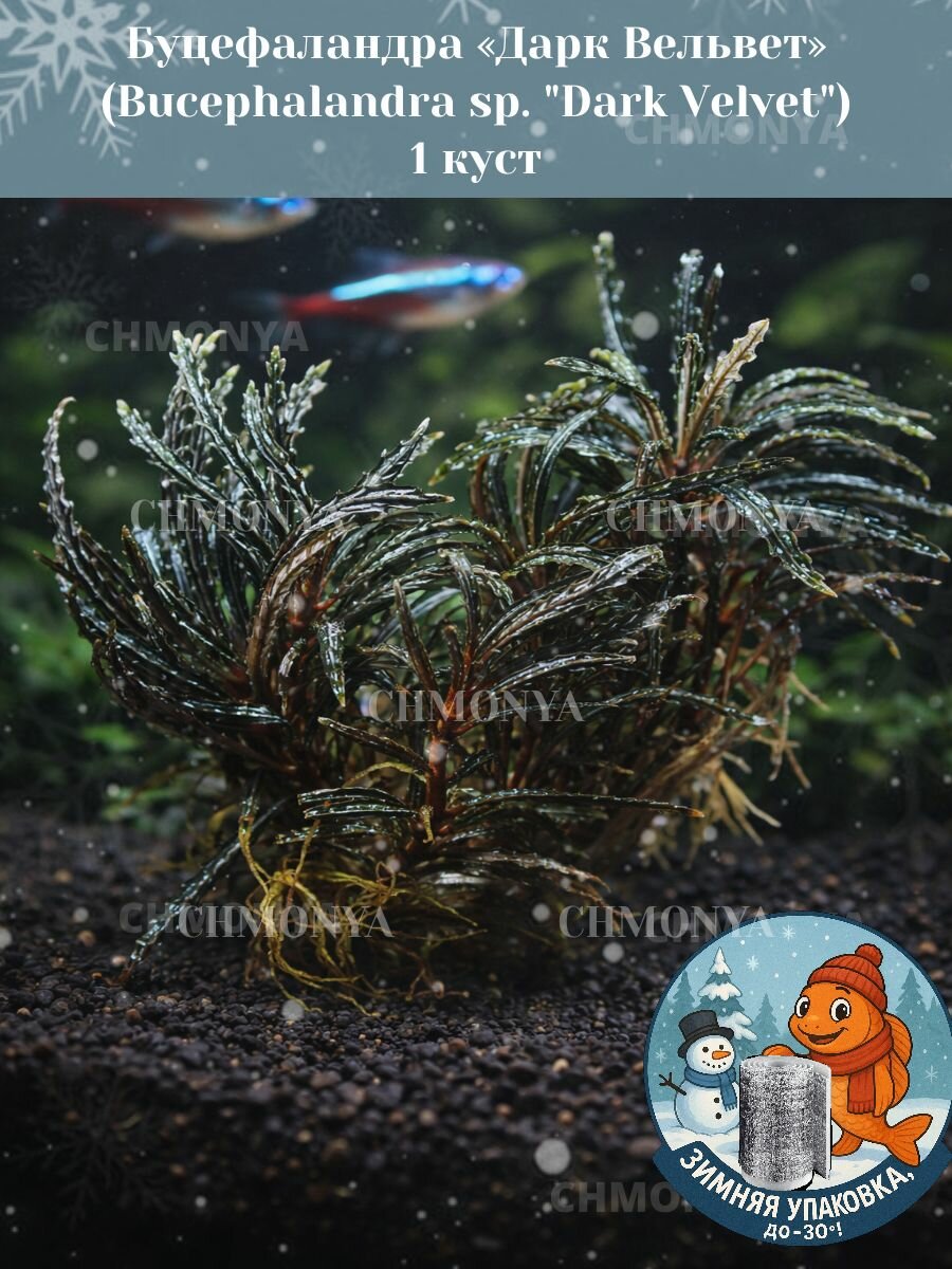 Аквариумное растение Буцефаландра Темный вельвет (Bucephalandra dark velvet), живое аквариумное растение 1 куст