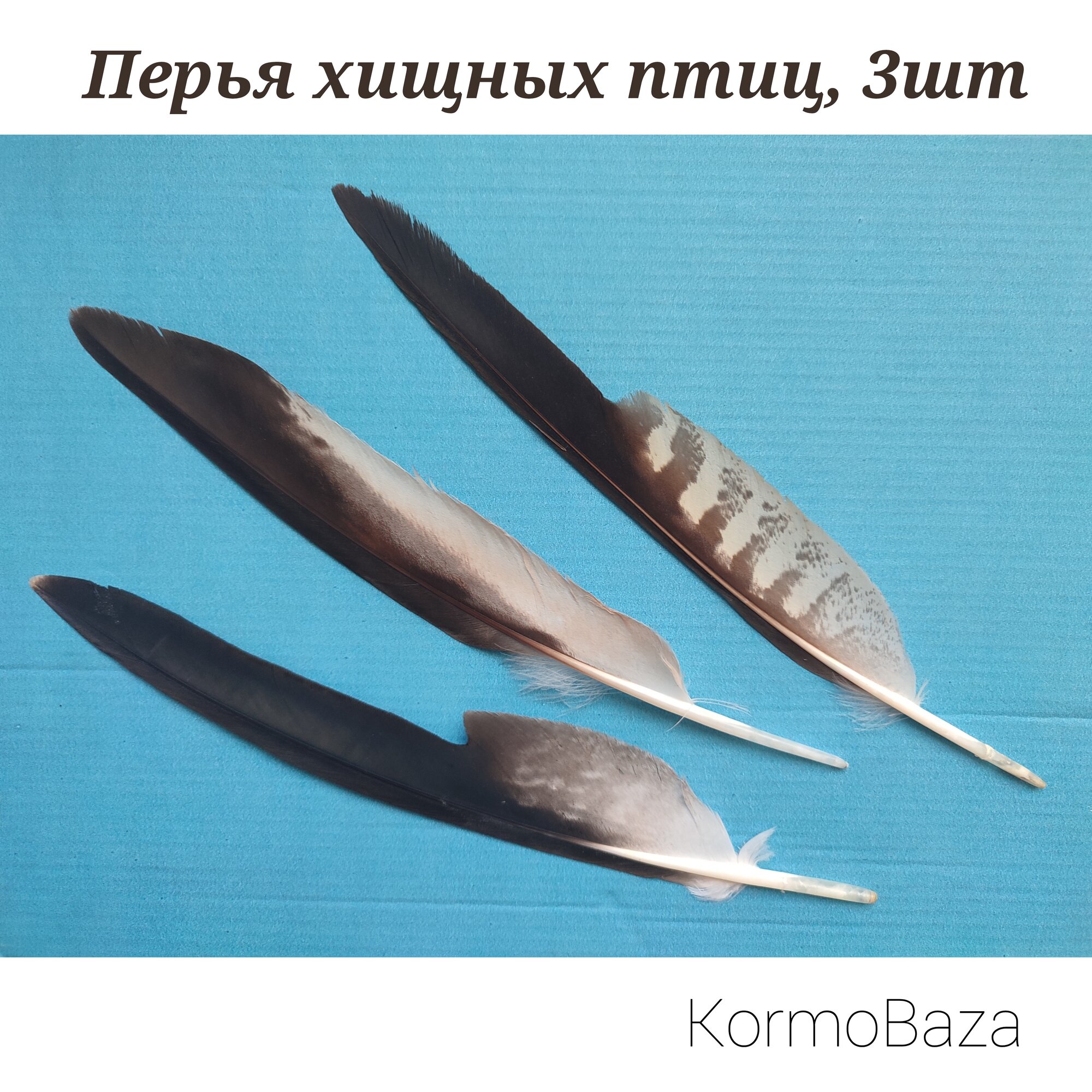 Перья ястреба, 3шт. Натуральные перья