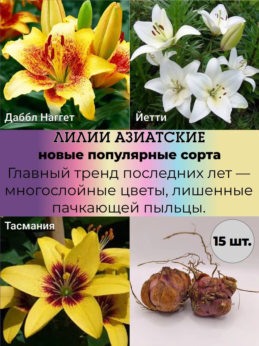 Лилии азиатские, новые популярные сорта, сет из 15 луковиц
