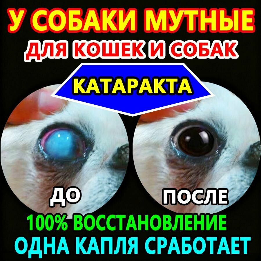 Капли для животных. Глазные для кошек и собак Капли от катаракты для Собаки кошки 20 мл