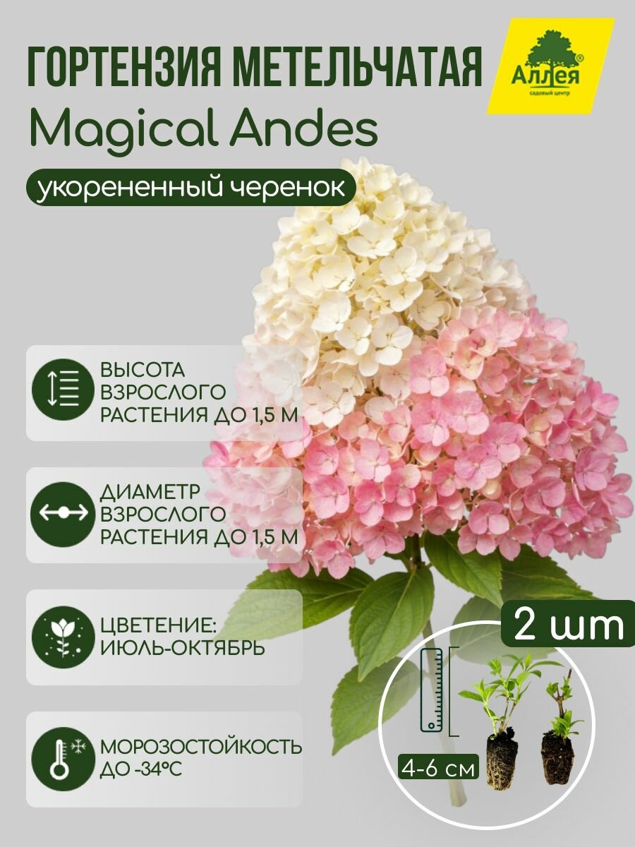 Гортензия метельчатая Magical Andes укорененный черенок 2шт