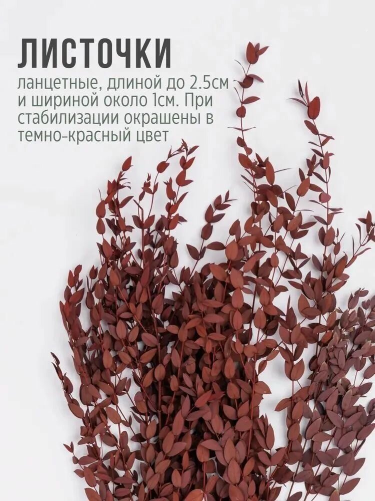 Сухоцветы, 55 см, 120 гр — фото 1