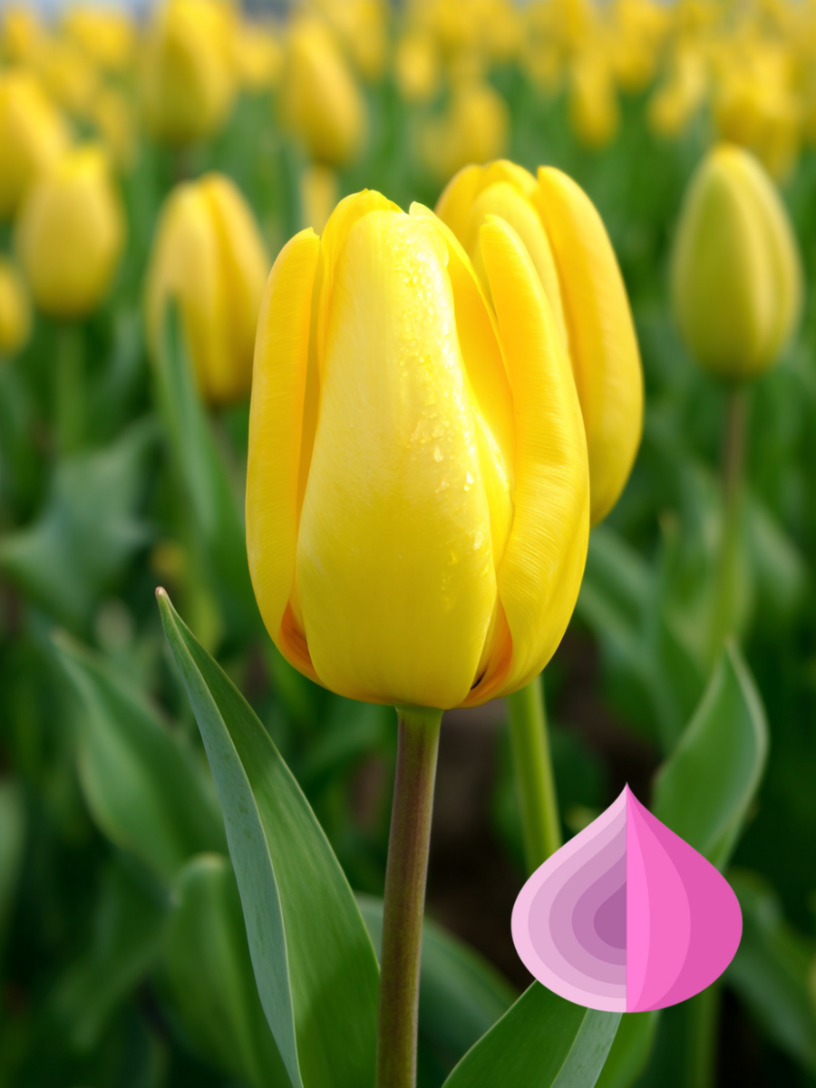 Луковицы цветов, bulbs servise, Тюльпан Болроял Хоней (2 шт)
