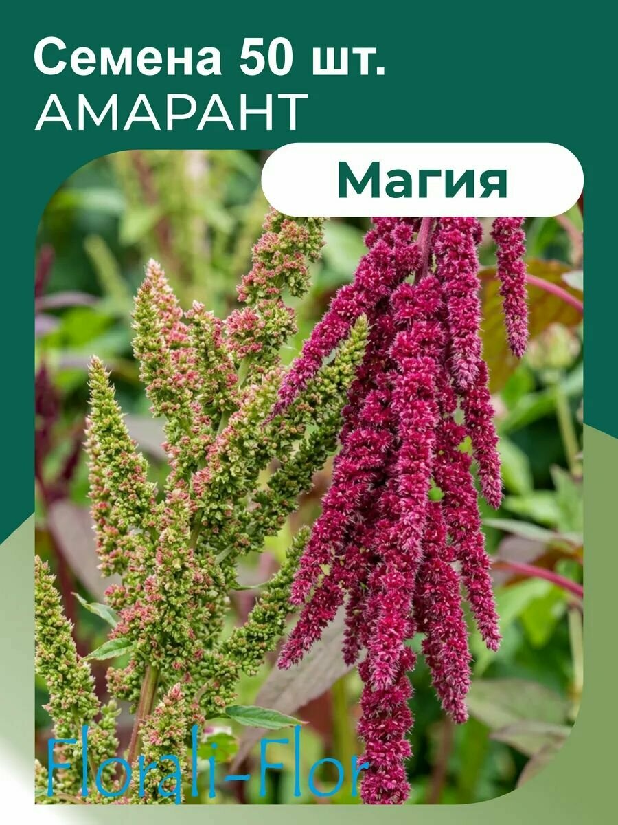 Амарант Семена