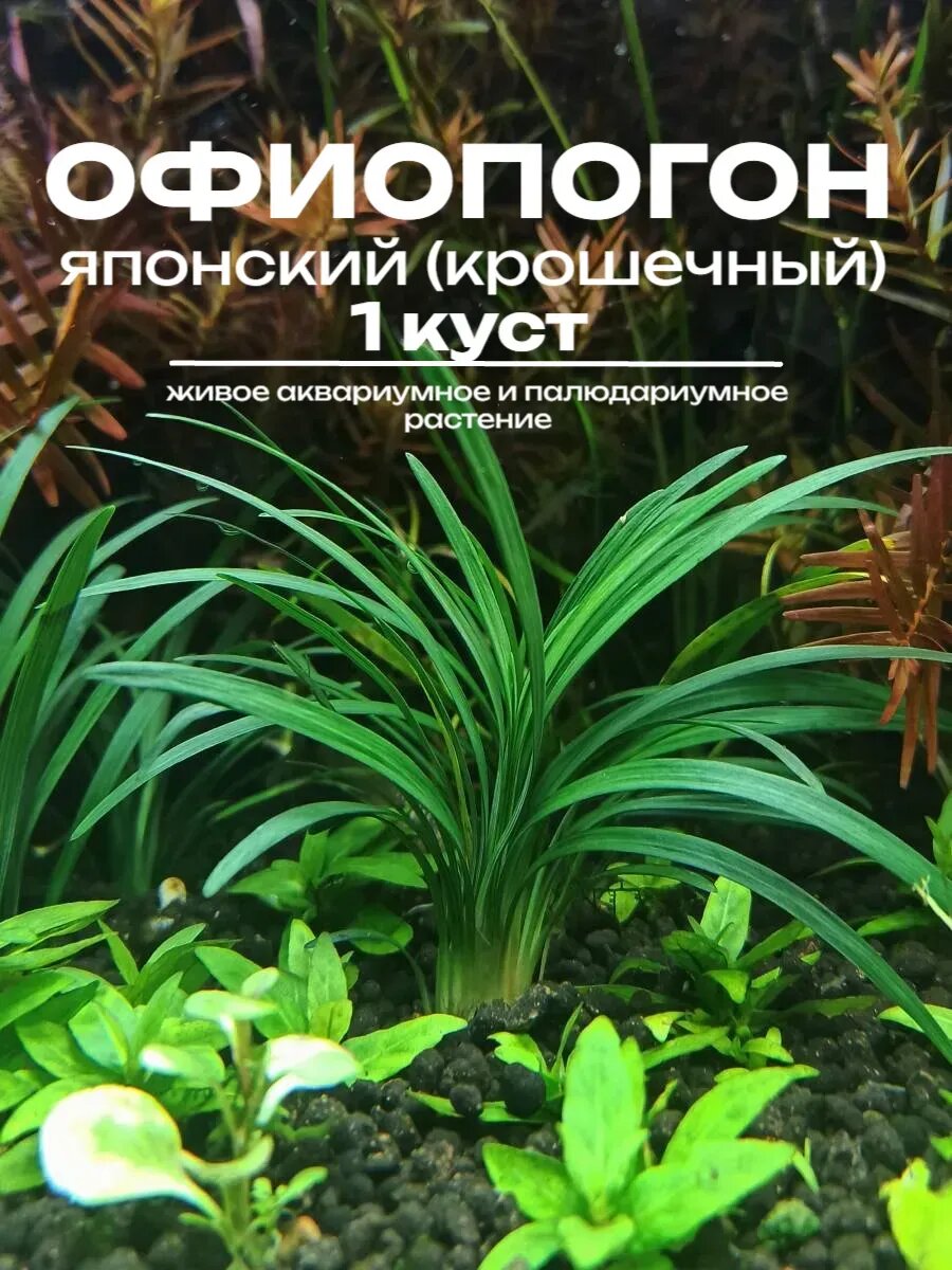 Офиопогон крошечный -(1 куст 6-7 см) (офиопогон японский). Живое аквариумное растение