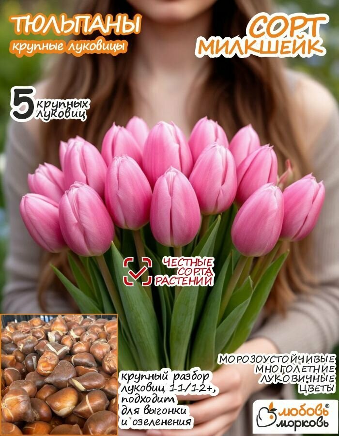 Тюльпан Луковица, Милкшейк, 5 шт крупные