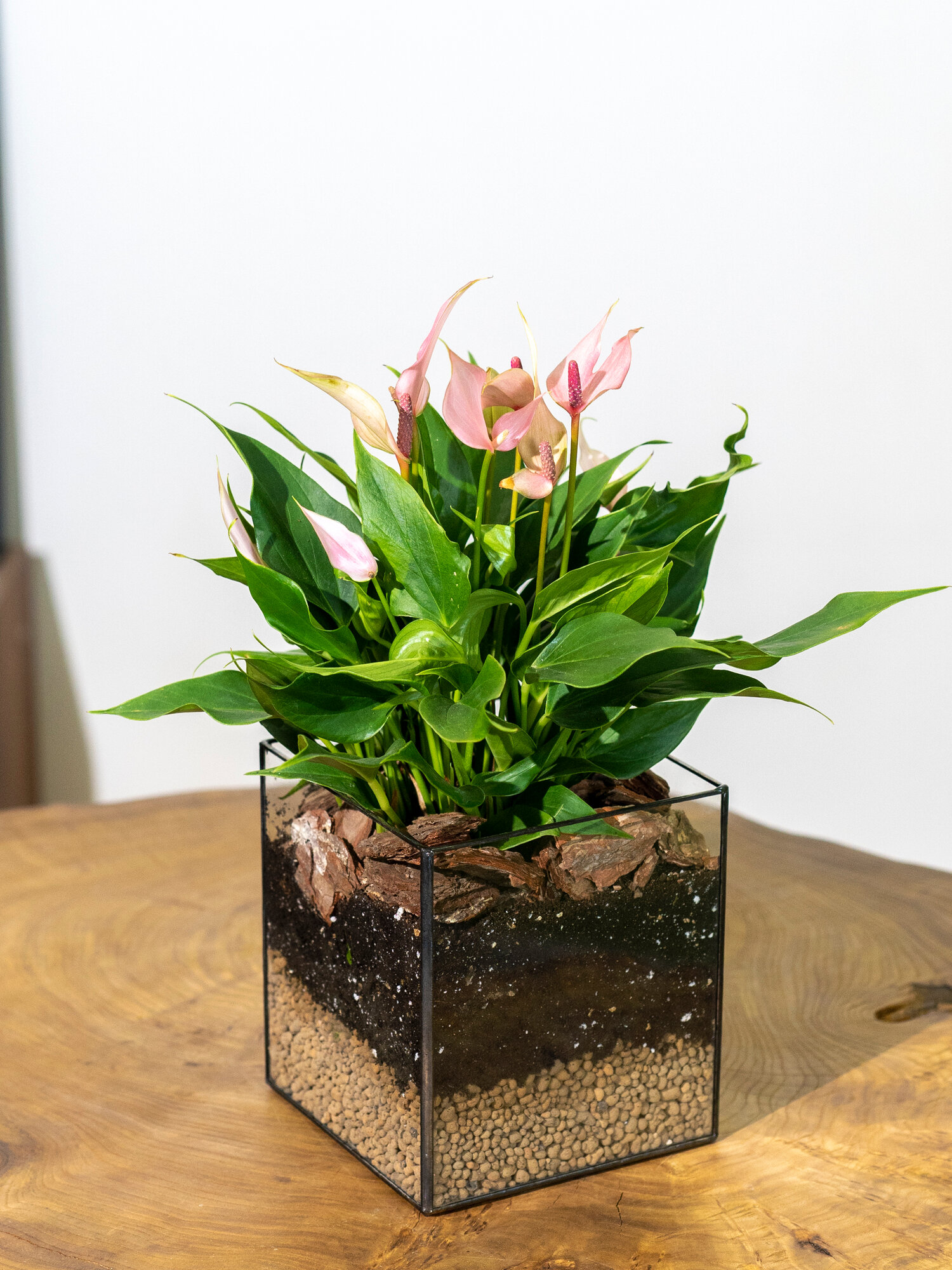 Geo Glass: Комнатное растение Антуриум Лили Роз , стеклянное кашпо Тиффани 25-30 см