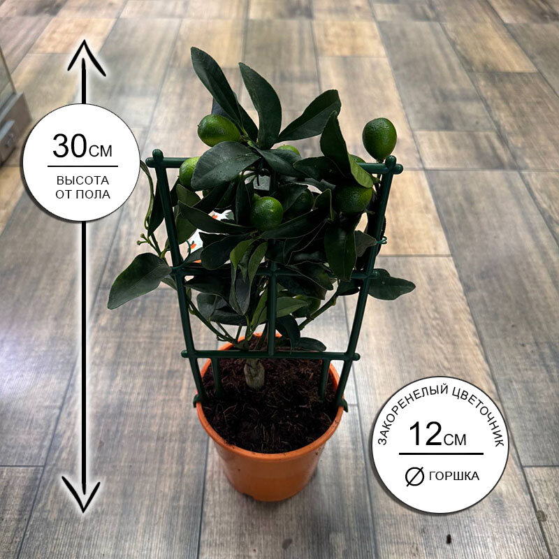 Цитрус Кумкват Нагами на решетке 12*30, живое комнатное растение в горшке