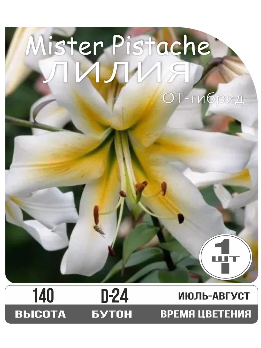 Лилия луковицы многолетние Мистер Писташ, от-гибрид, 1шт, высота 140 см