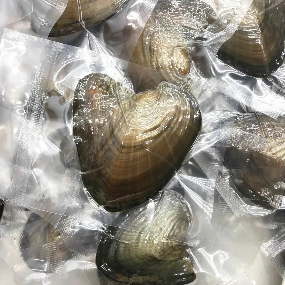 Подарок на 14 февраля, 8 марта Жемчужина желаний в ракушке, устрица в вакууме с жемчужиной внутри