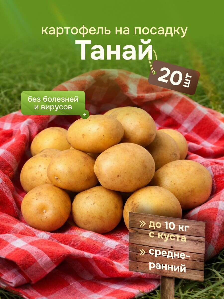 Семенной картофель на посадку Танай 20 шт (среднеранний)
