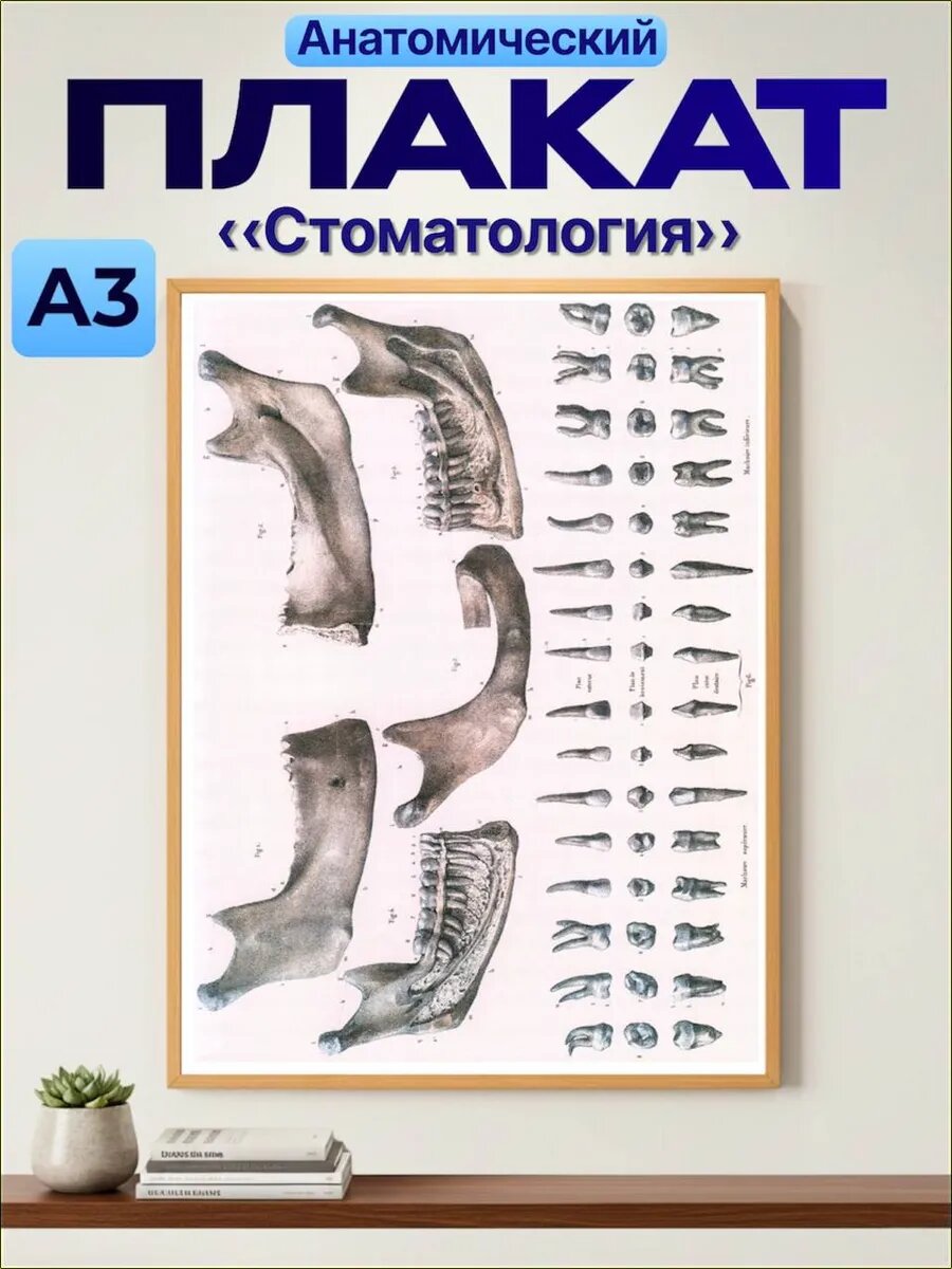 Постер медицинский, зубы, стоматология, А3 анатомия, хирургия
