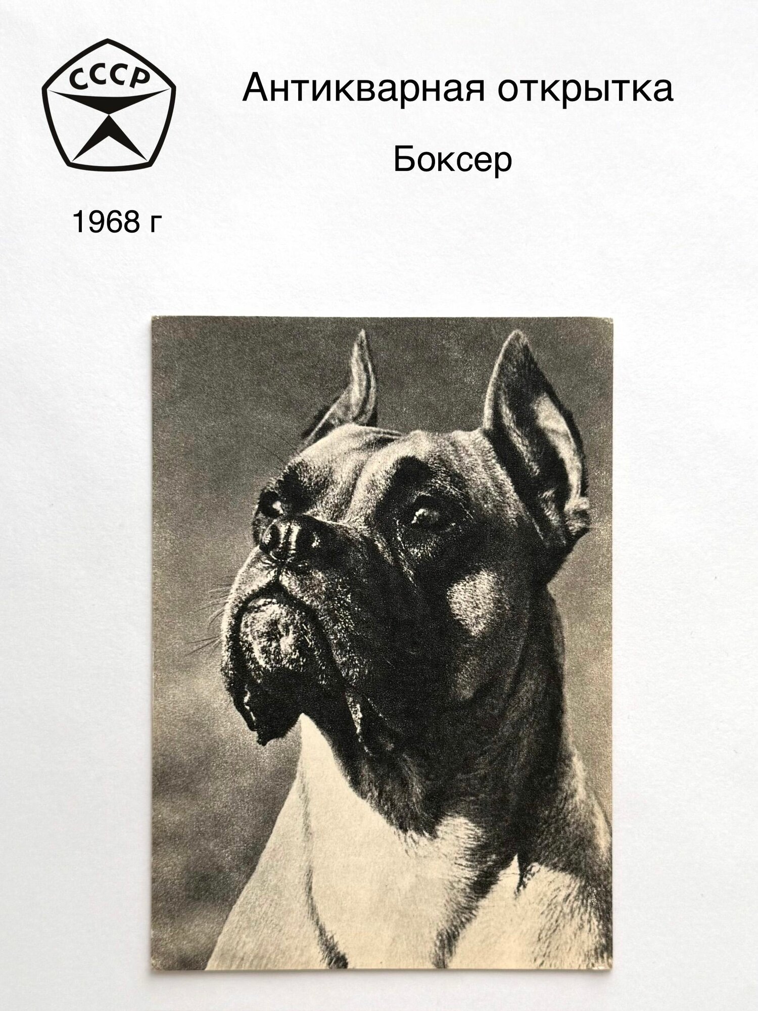 Антикварная почтовая открытка Боксер серии породы собак, СССР, 1968 г
