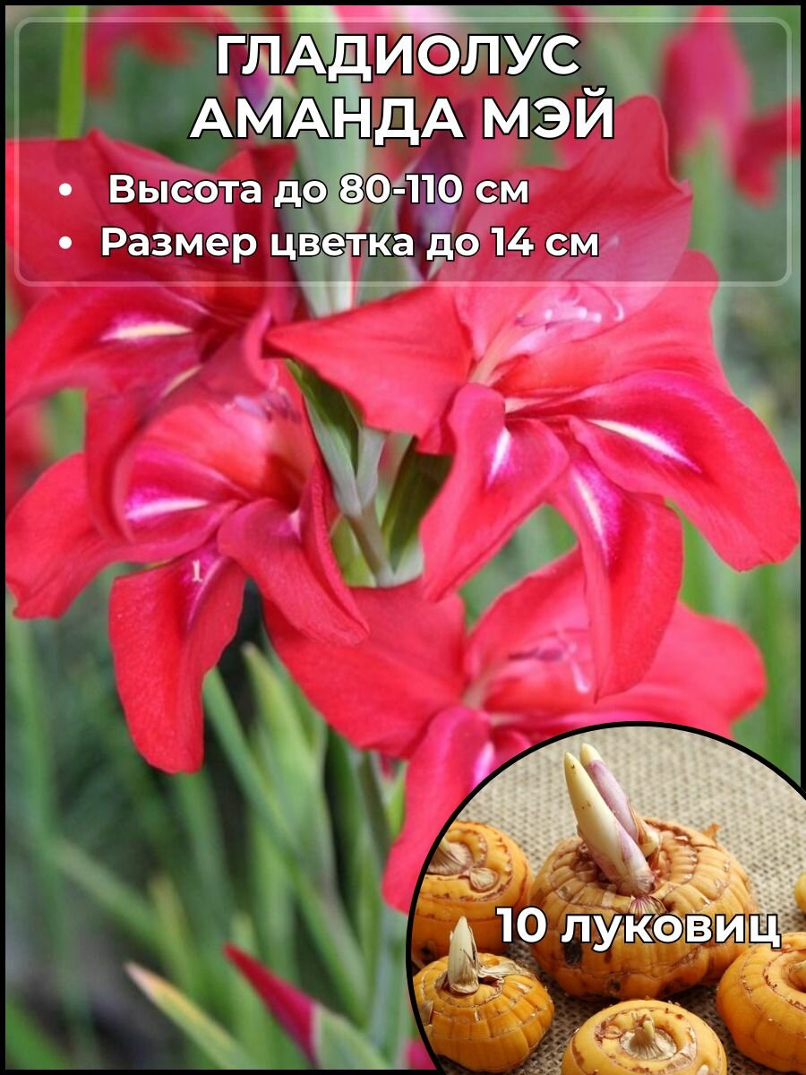 Гладиолус Аманда Мэй, луковицы 10 штук