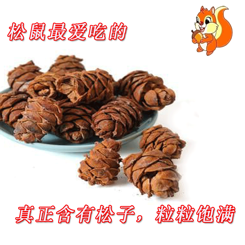 Дикие сосновые шишки с семенами сосны - натуральные лакомства для белок для заточки зубов, органический урожай,