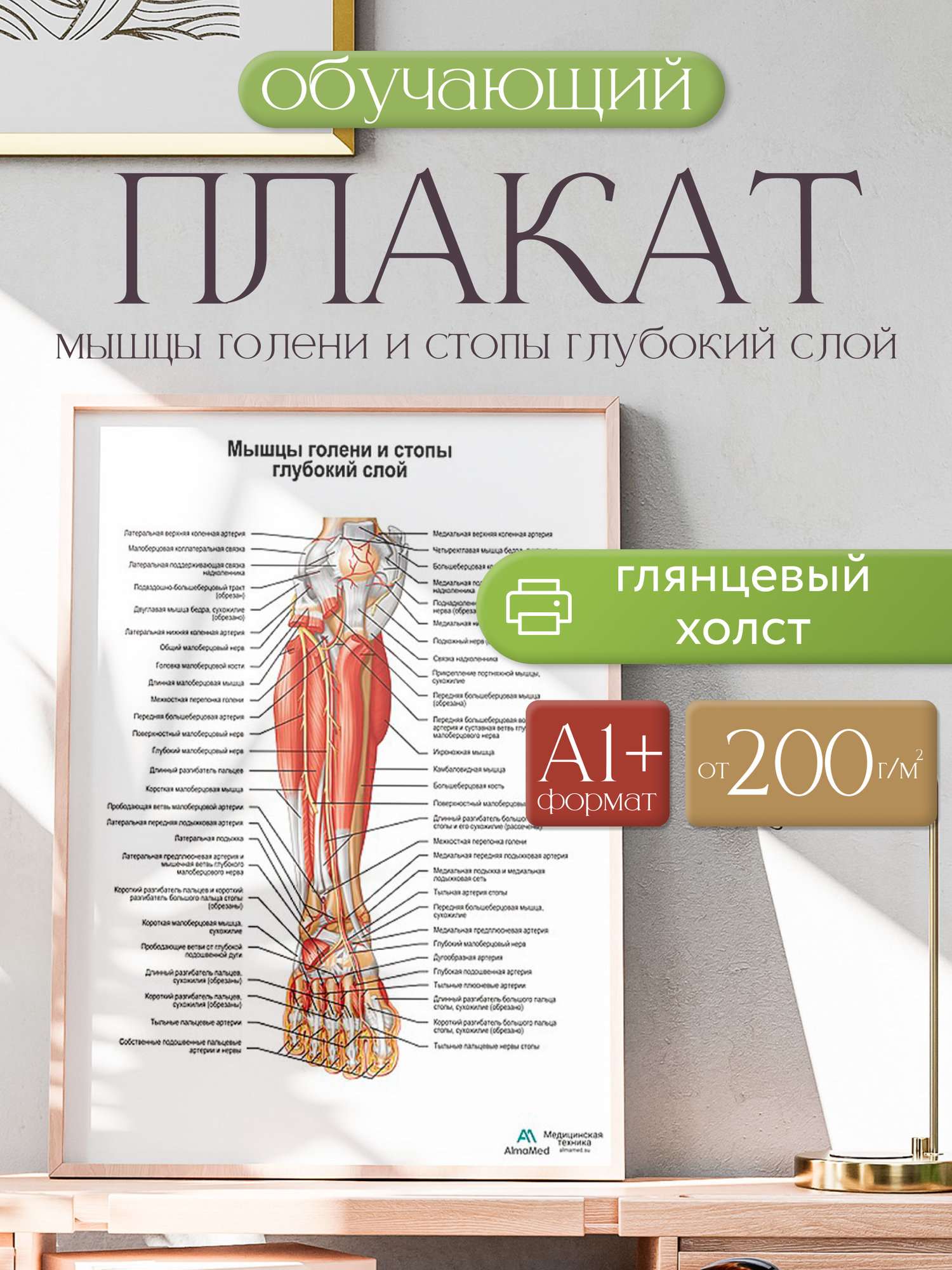 Обучающий плакат "Мышцы голени и стопы глубокий слой, вид спереди", размер А1+, глянцевый холст от 200г/м2