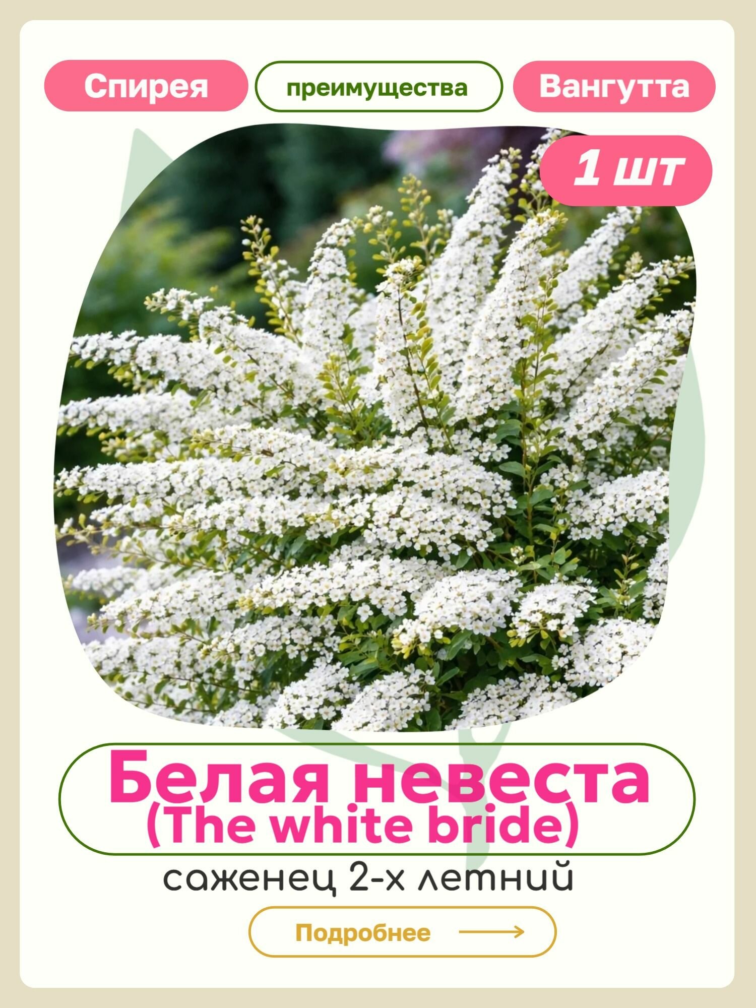 Саженец Спиреи Белая Невеста