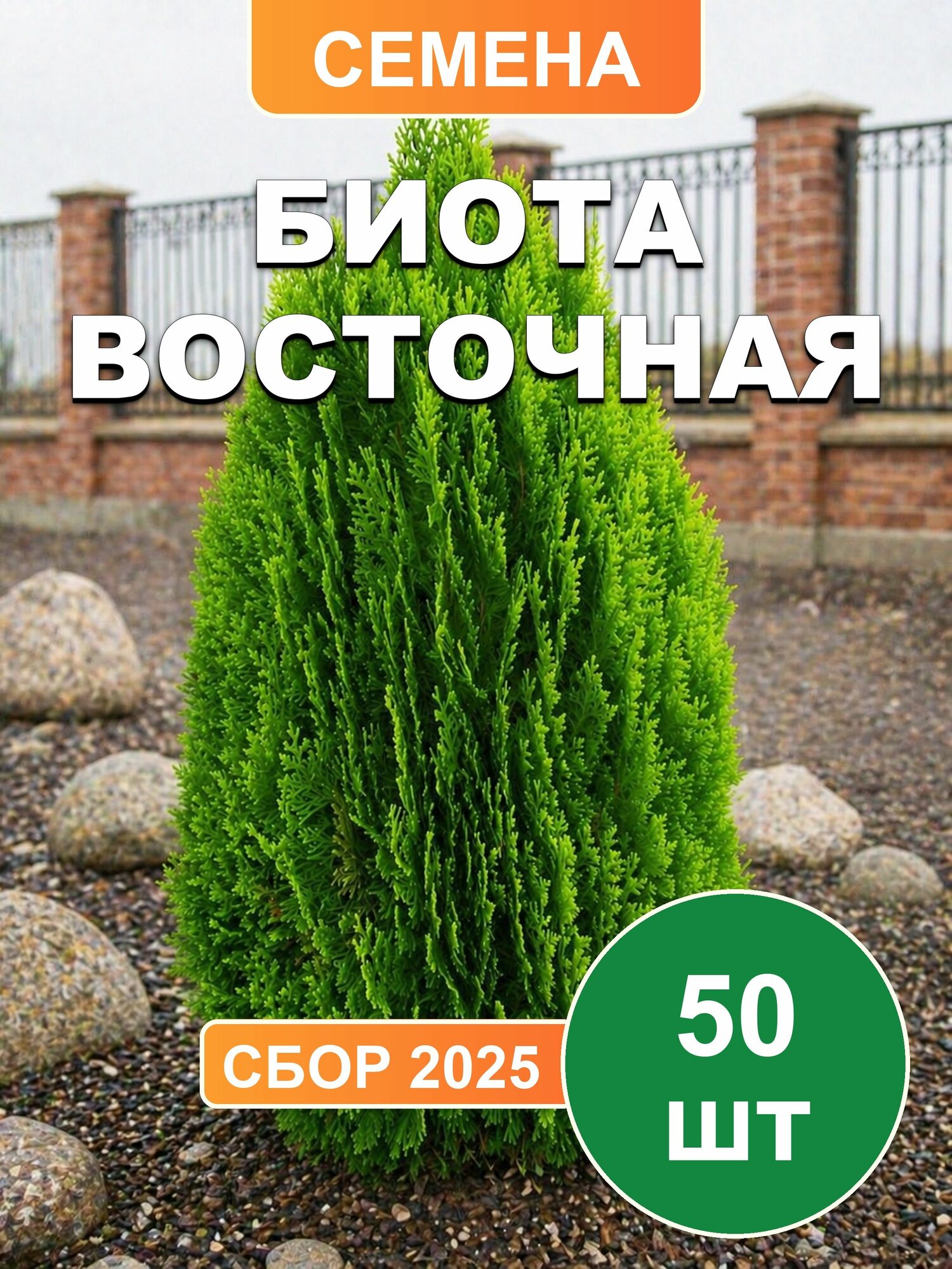 Туя восточная Биота, семена, 50шт