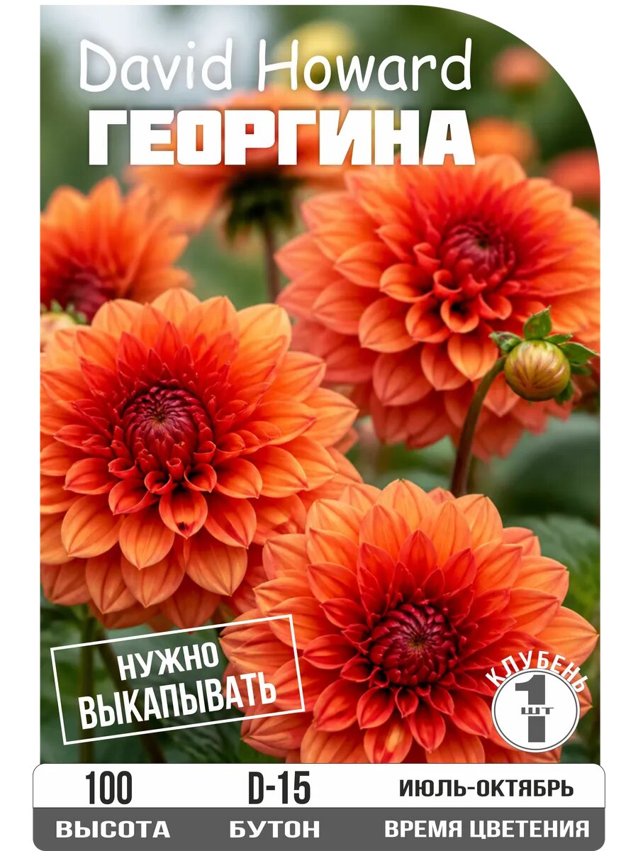 Георгины Дэвид Ховард клубни многолетние 1 шт. высота 100 см