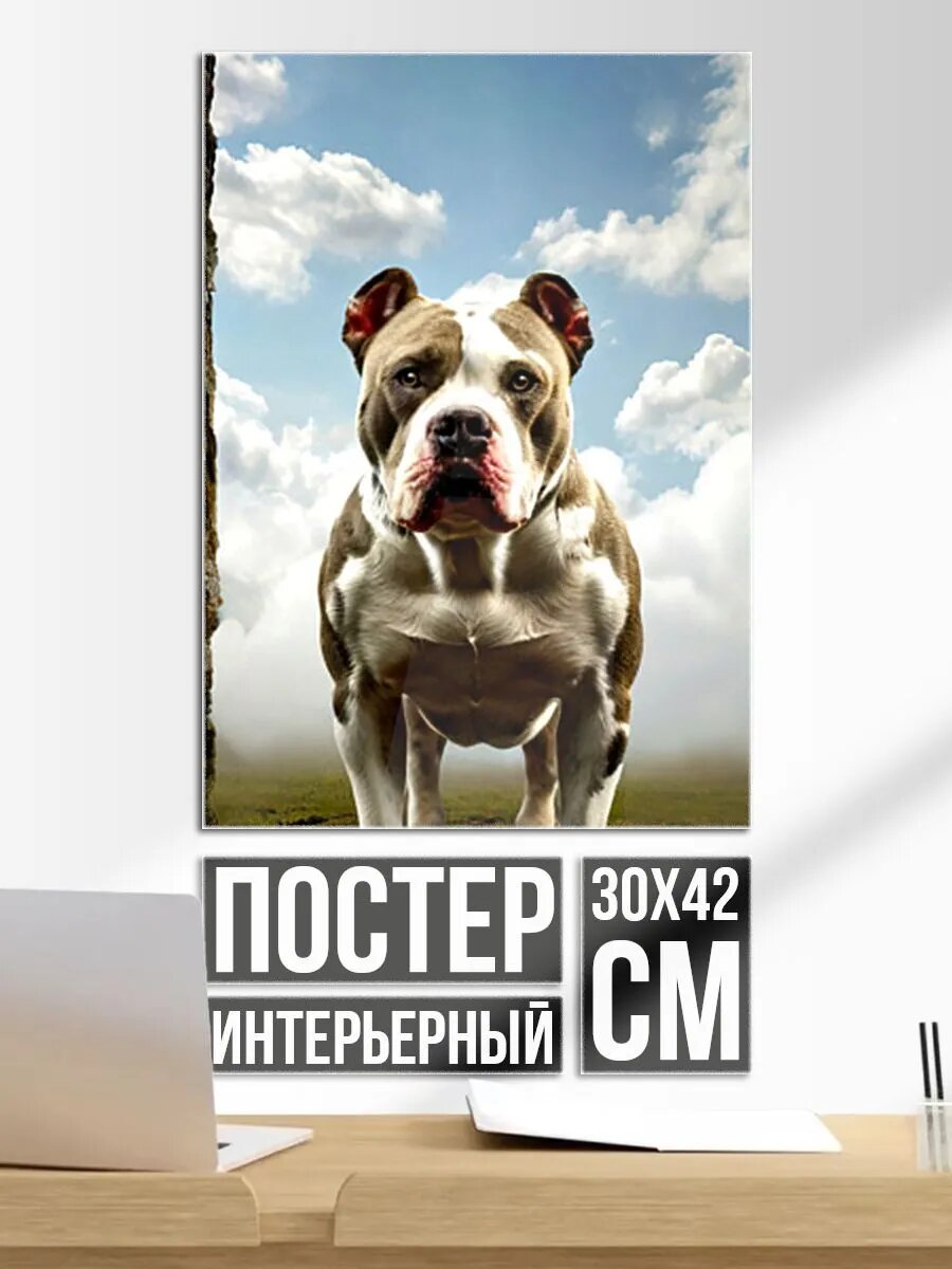 Постер на стену Американский булль в поле