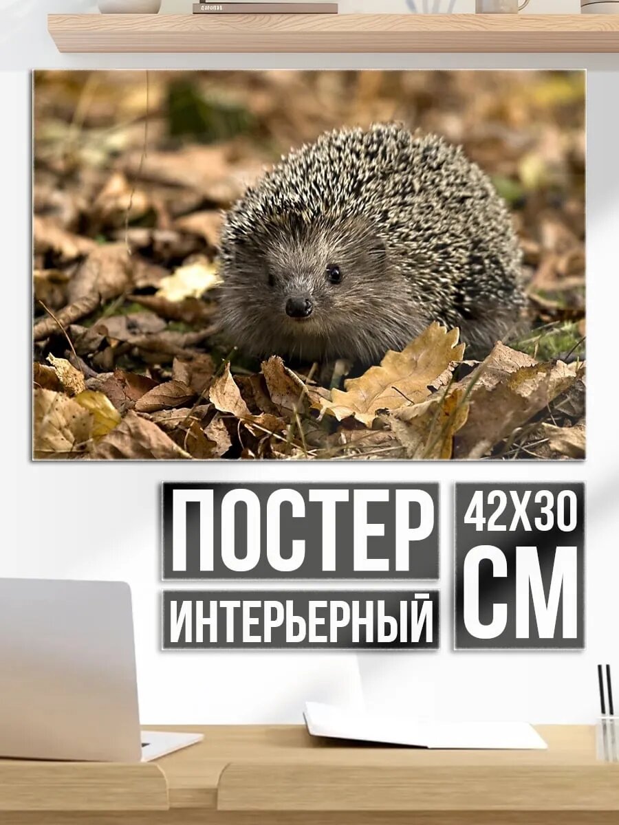 Плакат постер Ёжик в осенних листьях