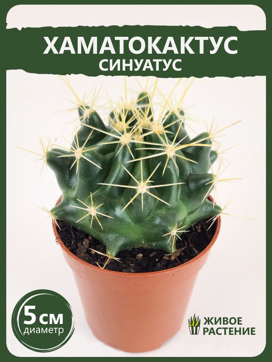 Хаматокактус Синуатус кактус живой , D-5
