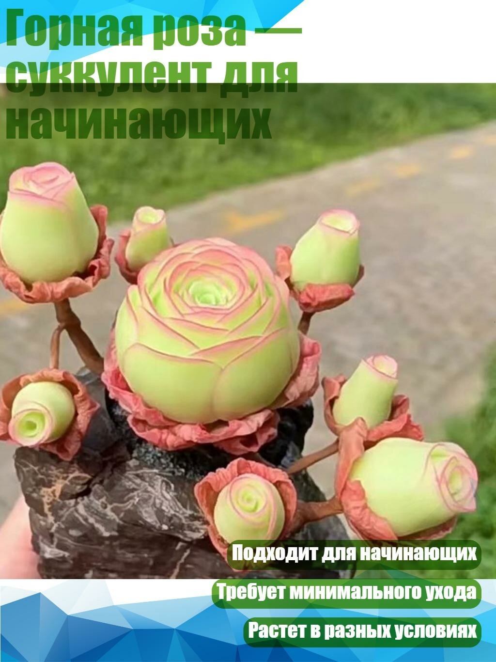 Горная роза — суккулент для начинающих, 500 красных бордюров