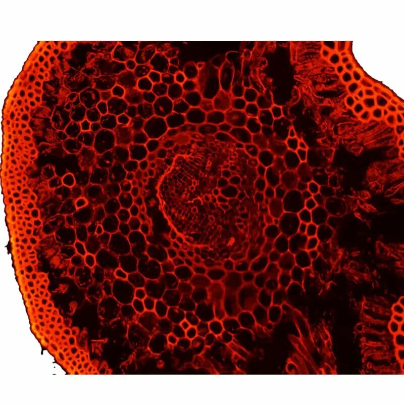 5 шт. обучающих флуоресцентных слайдов ciiizaoo