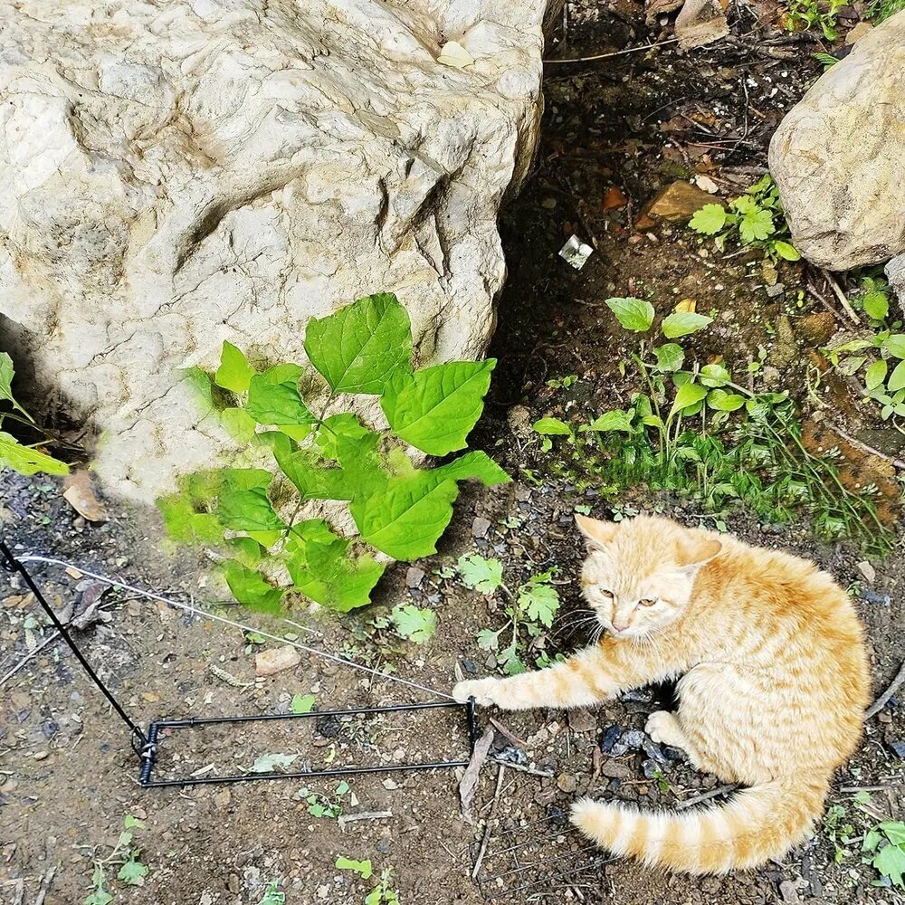 Домашняя ловушка для птиц инструменты для кемпинга охотничьей клетки голубей, фазанов уток других птиц