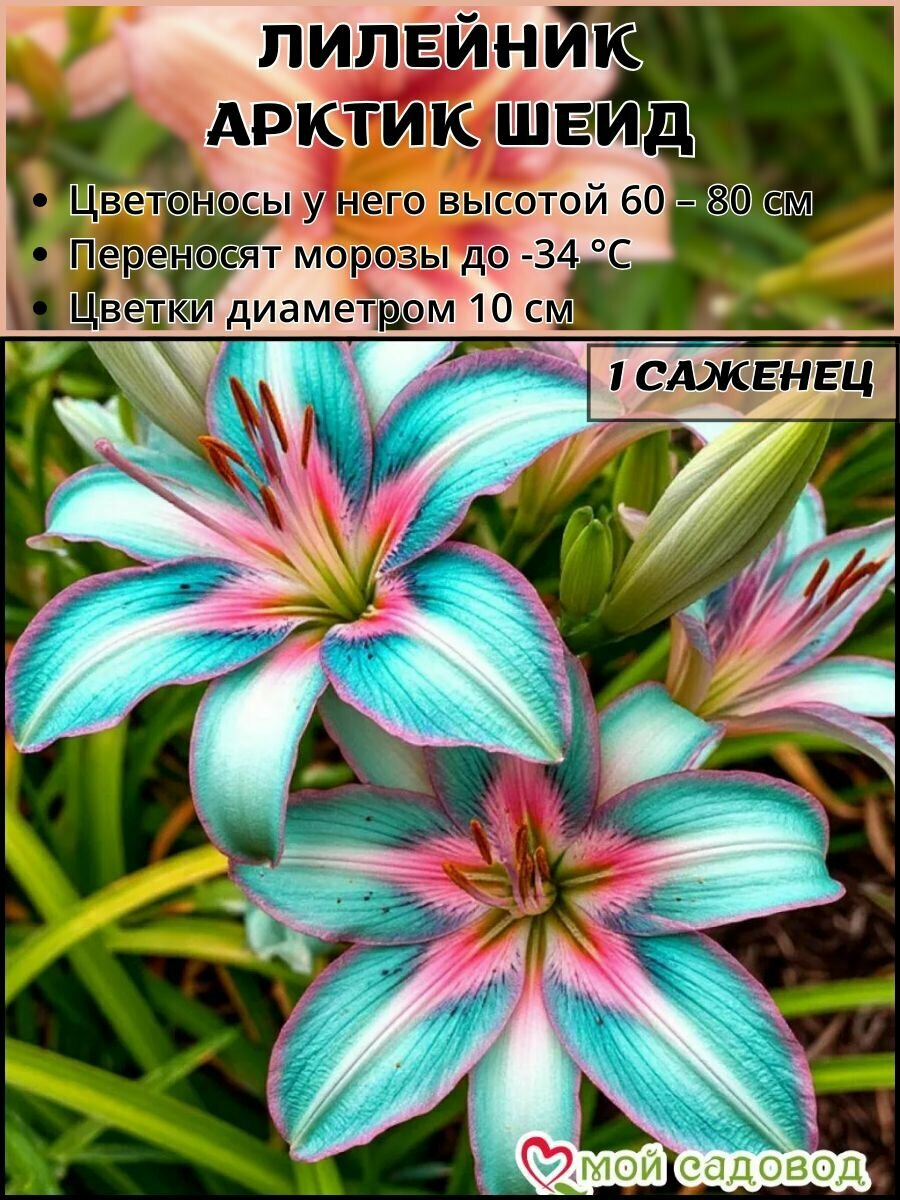 Лилейник саженец, многолетник 1 штука