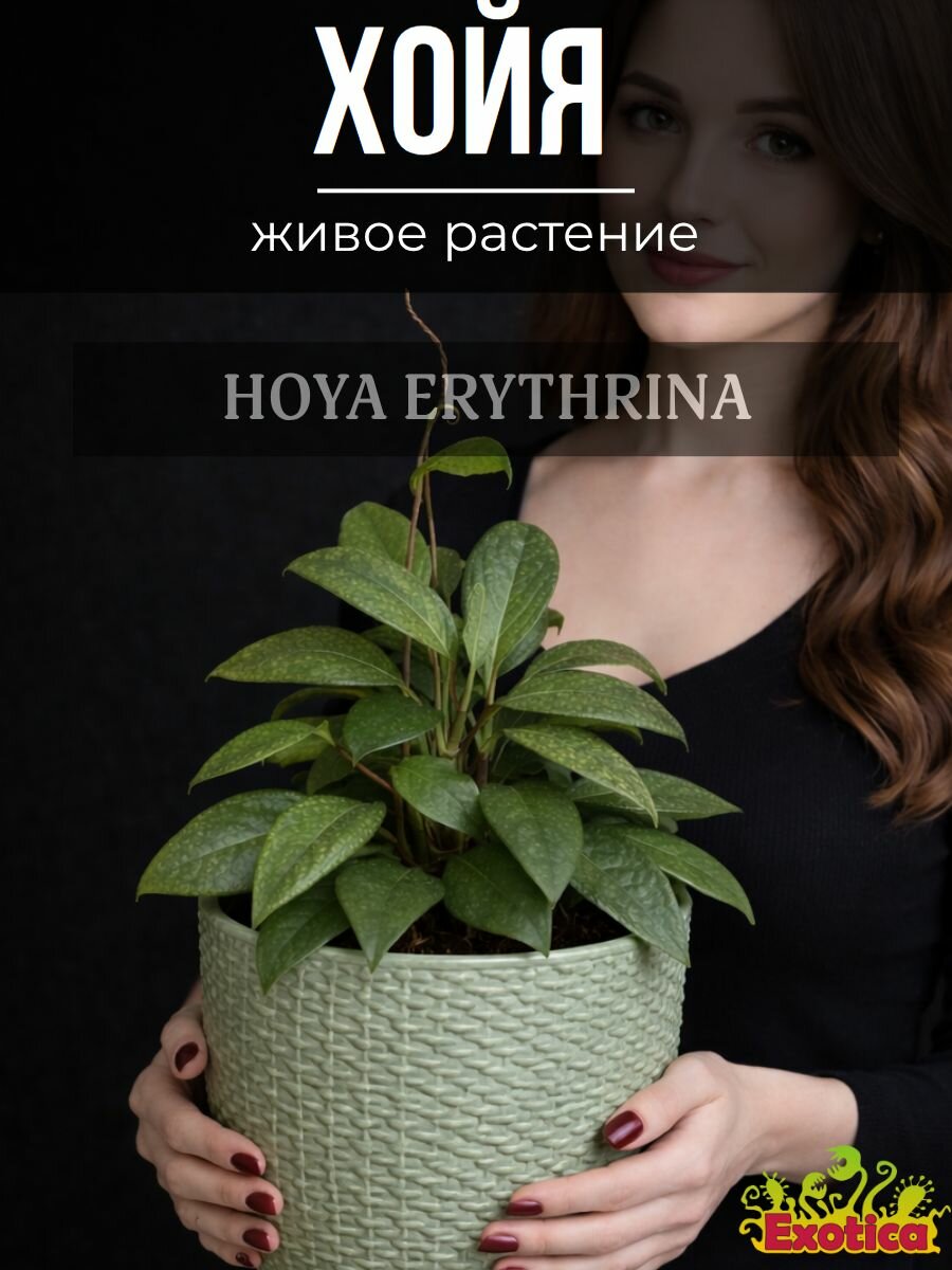 Хойя Эритрина (Hoya Erythrina) D12см, комнатный цветок